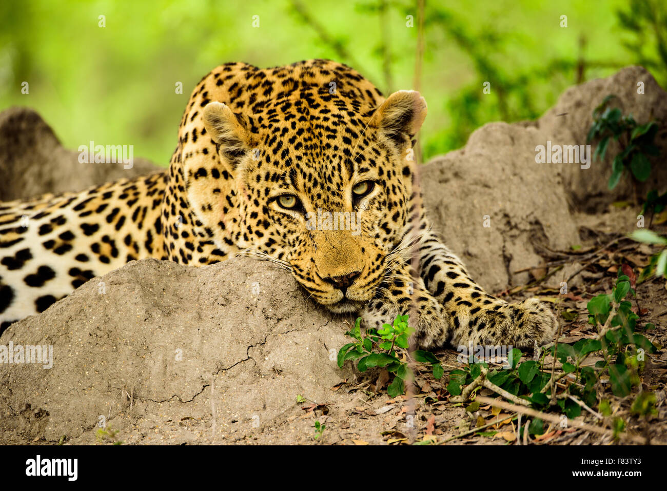 Leopard Profile High Resolution Stock Photography and Images - Alamy