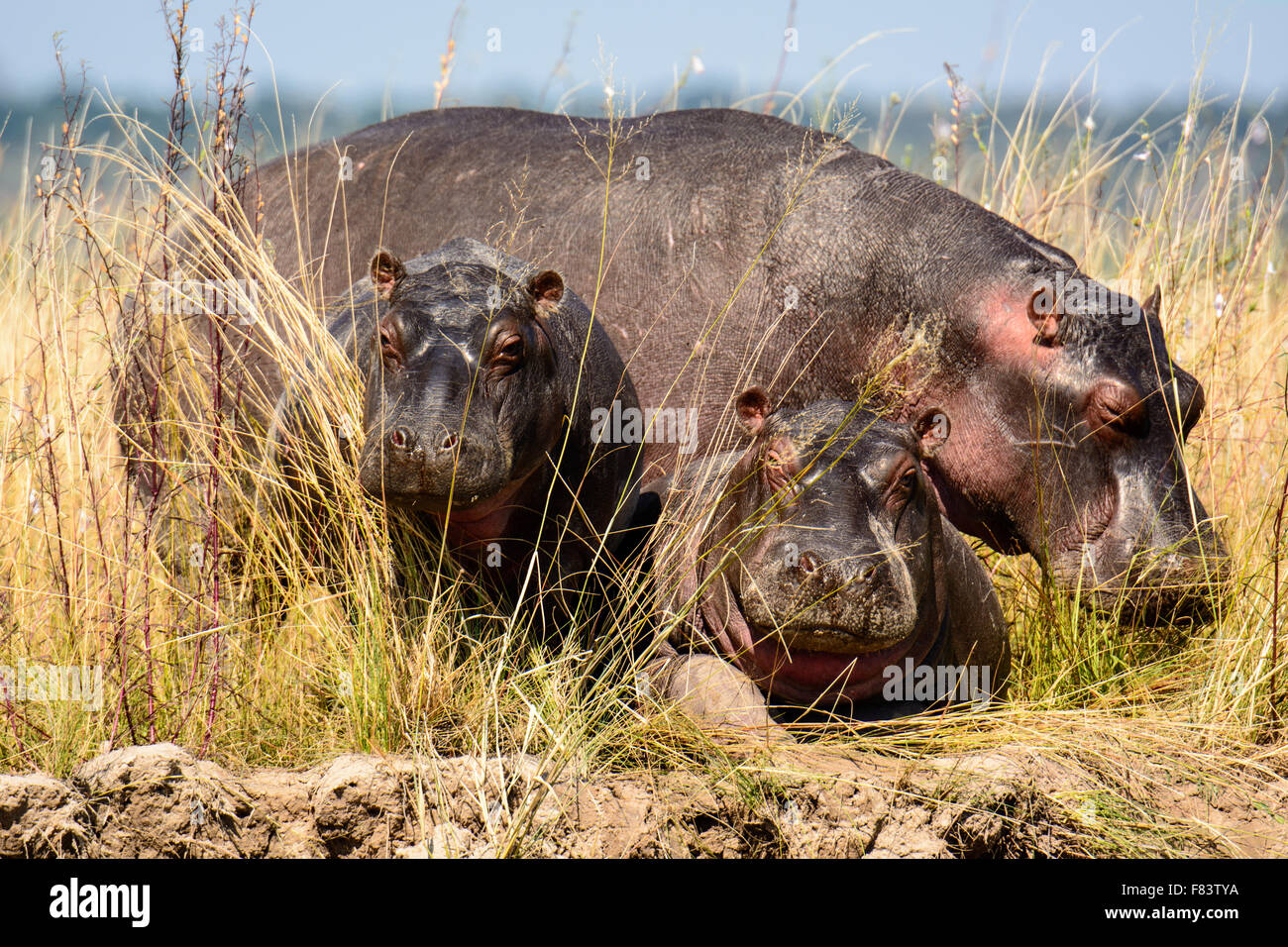 Hippo Family High Resolution Stock Photography and Images - Alamy