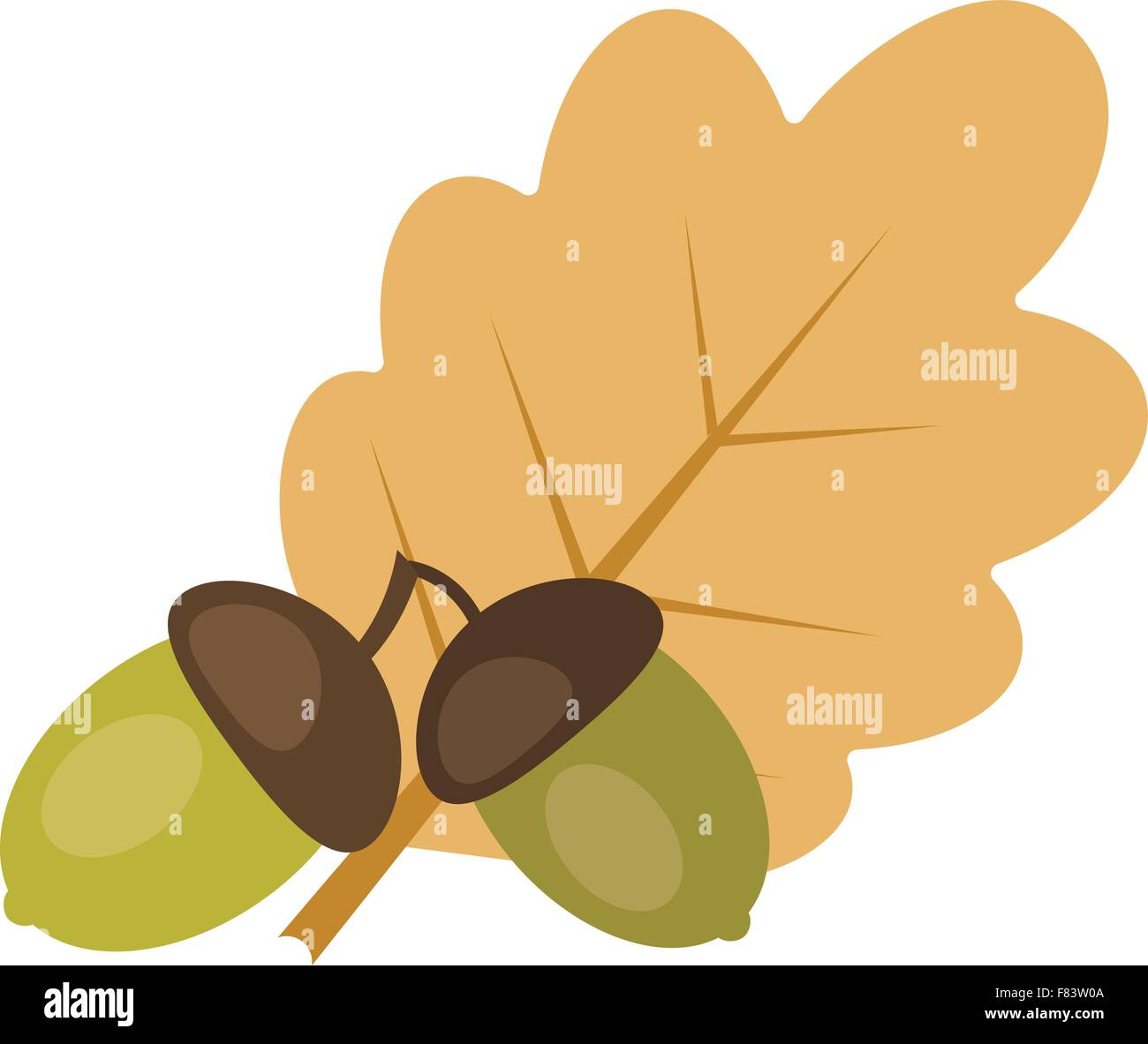 Two acorns and oak leaf Stock Vector Image & Art - Alamy