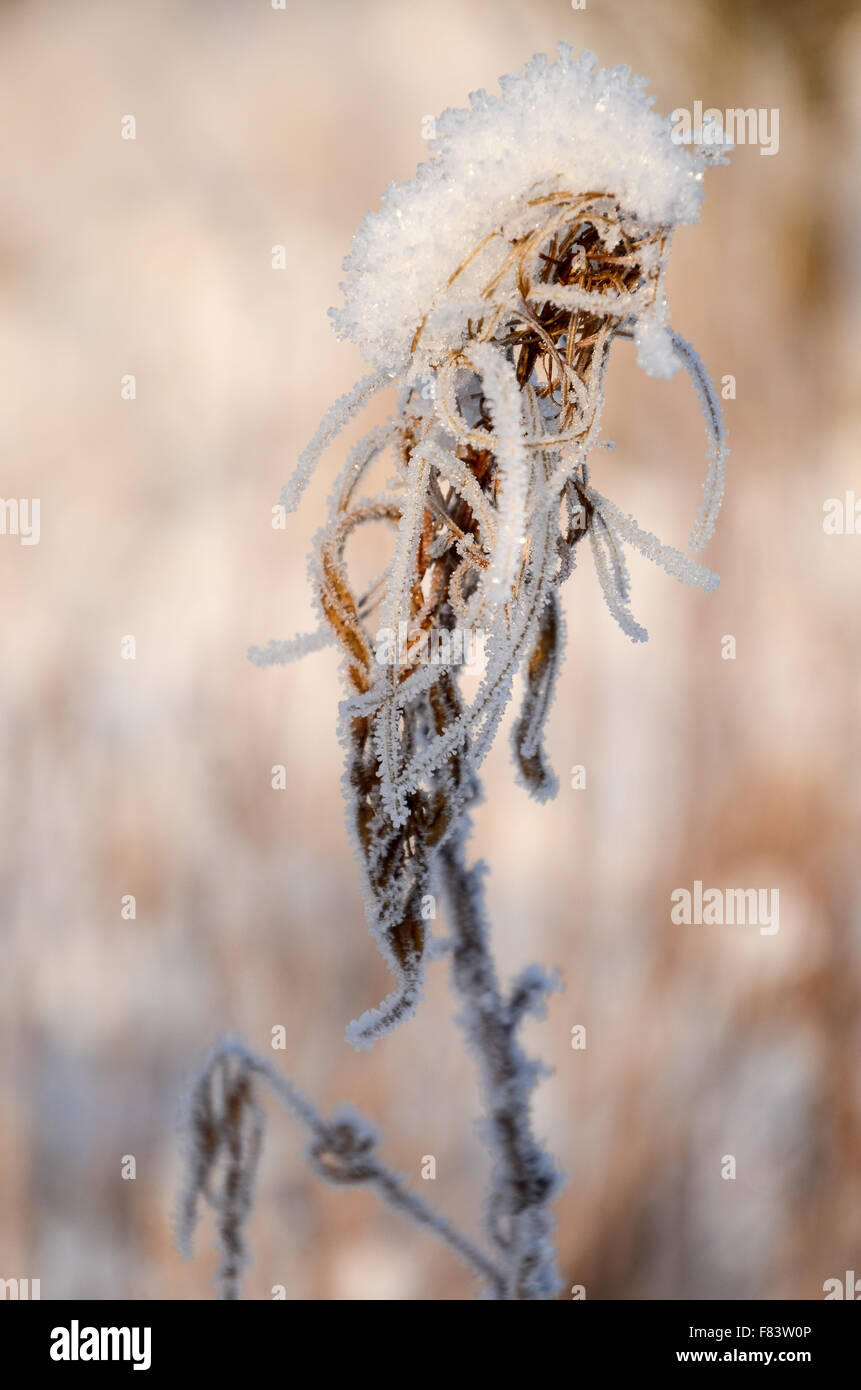 Frosted nature hi-res stock photography and images - Alamy