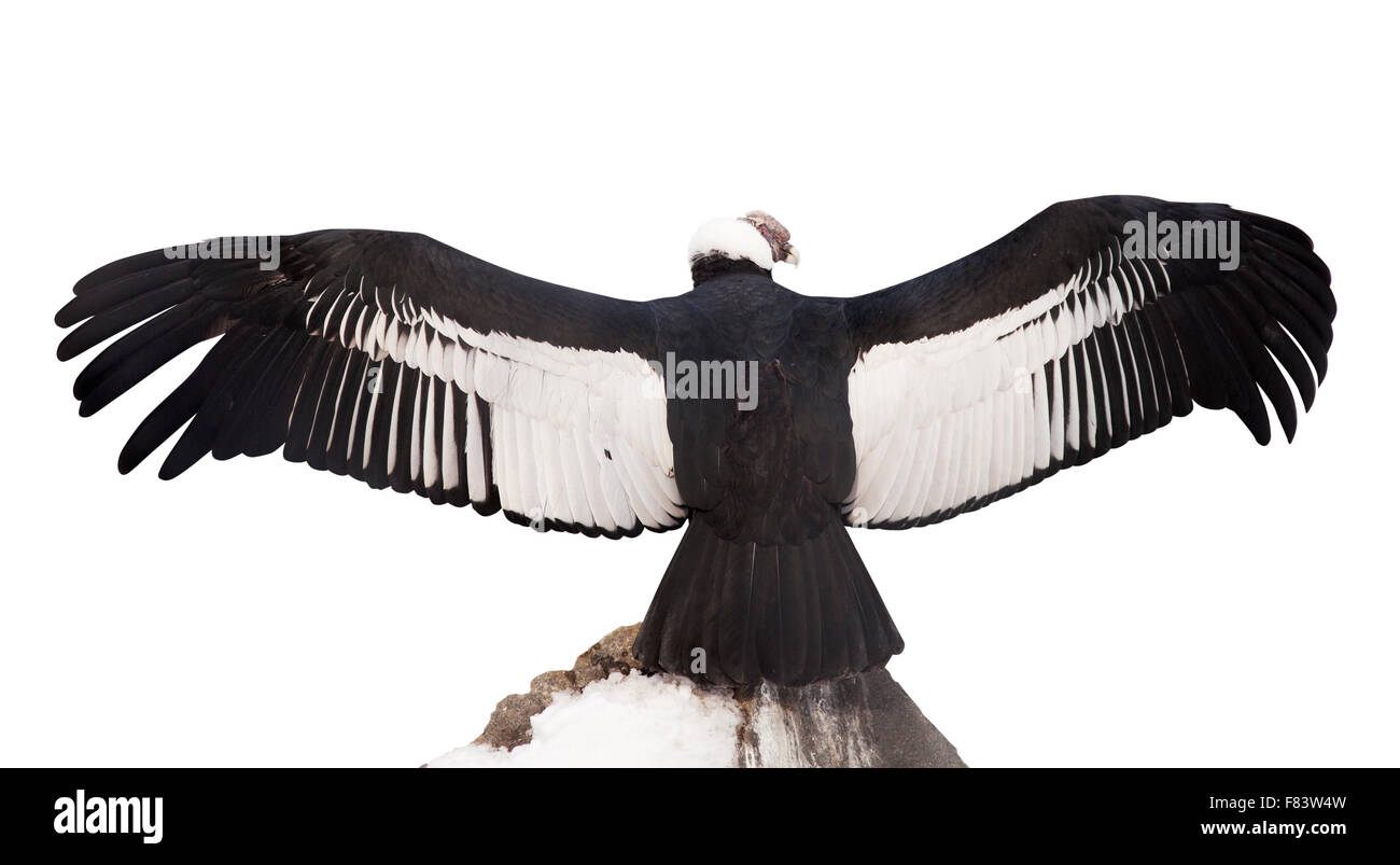 Andean condor (Vultur gryphus). Isolated over white background Stock ...