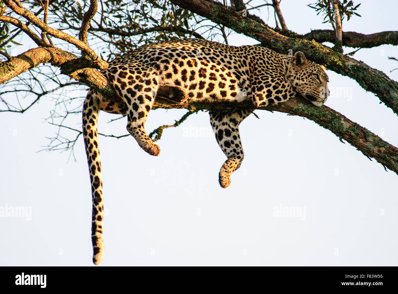 Typical Leopard pose laying in a tree Stock Photo - Alamy