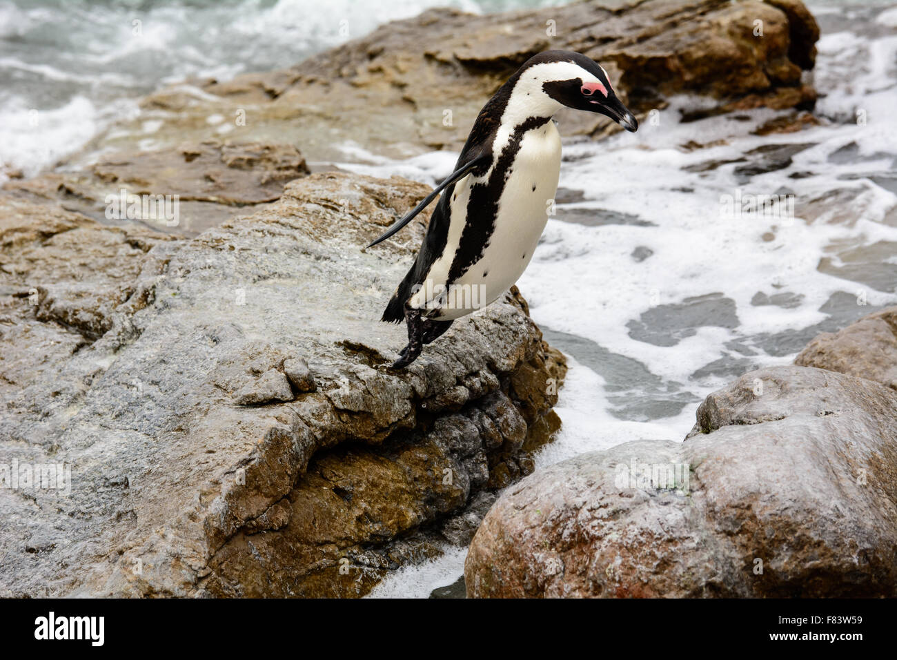 Rock jumping penguin hi-res stock photography and images - Alamy