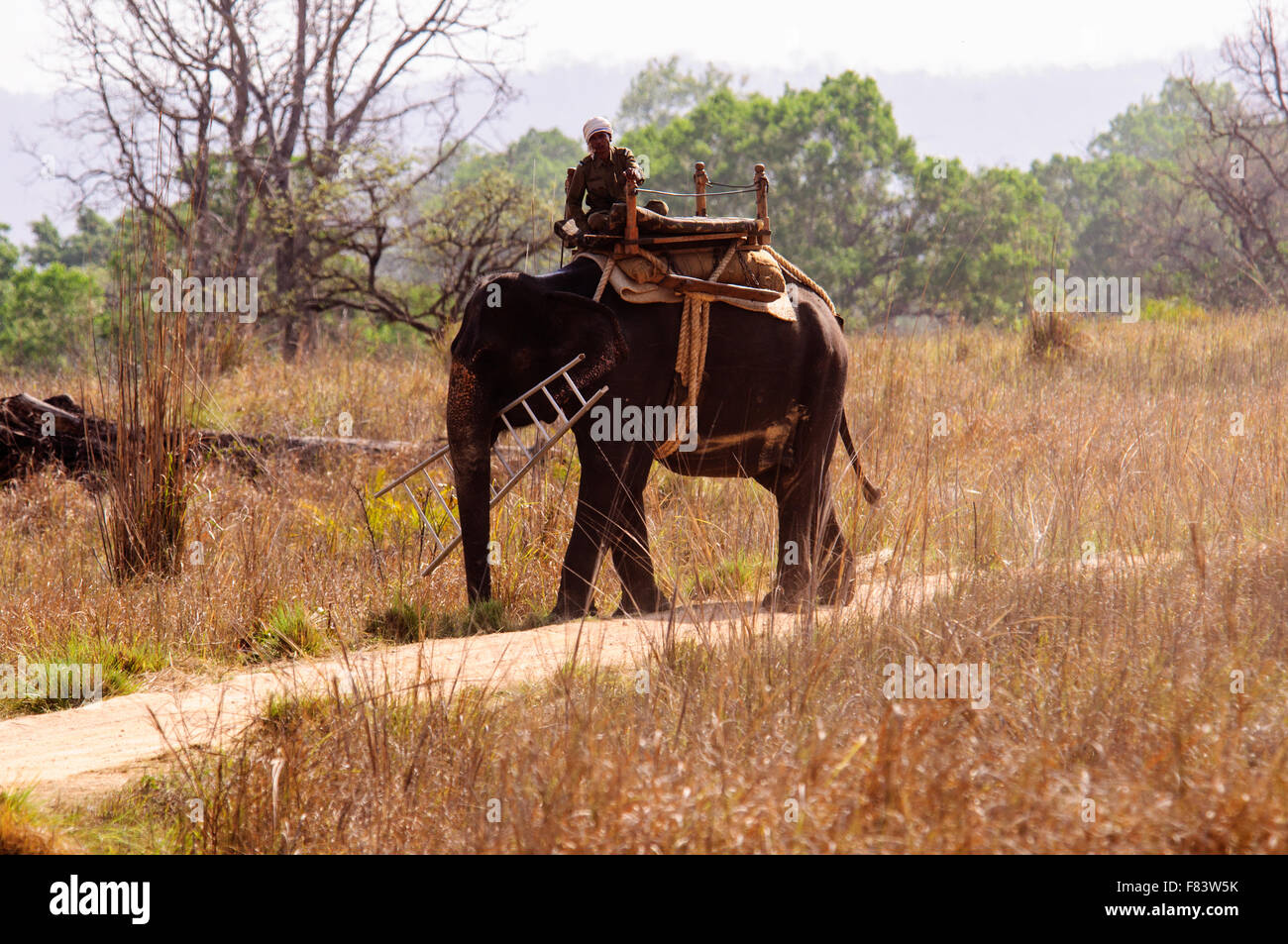 Indian elephant carrying its ladder going home after a hard days work ...