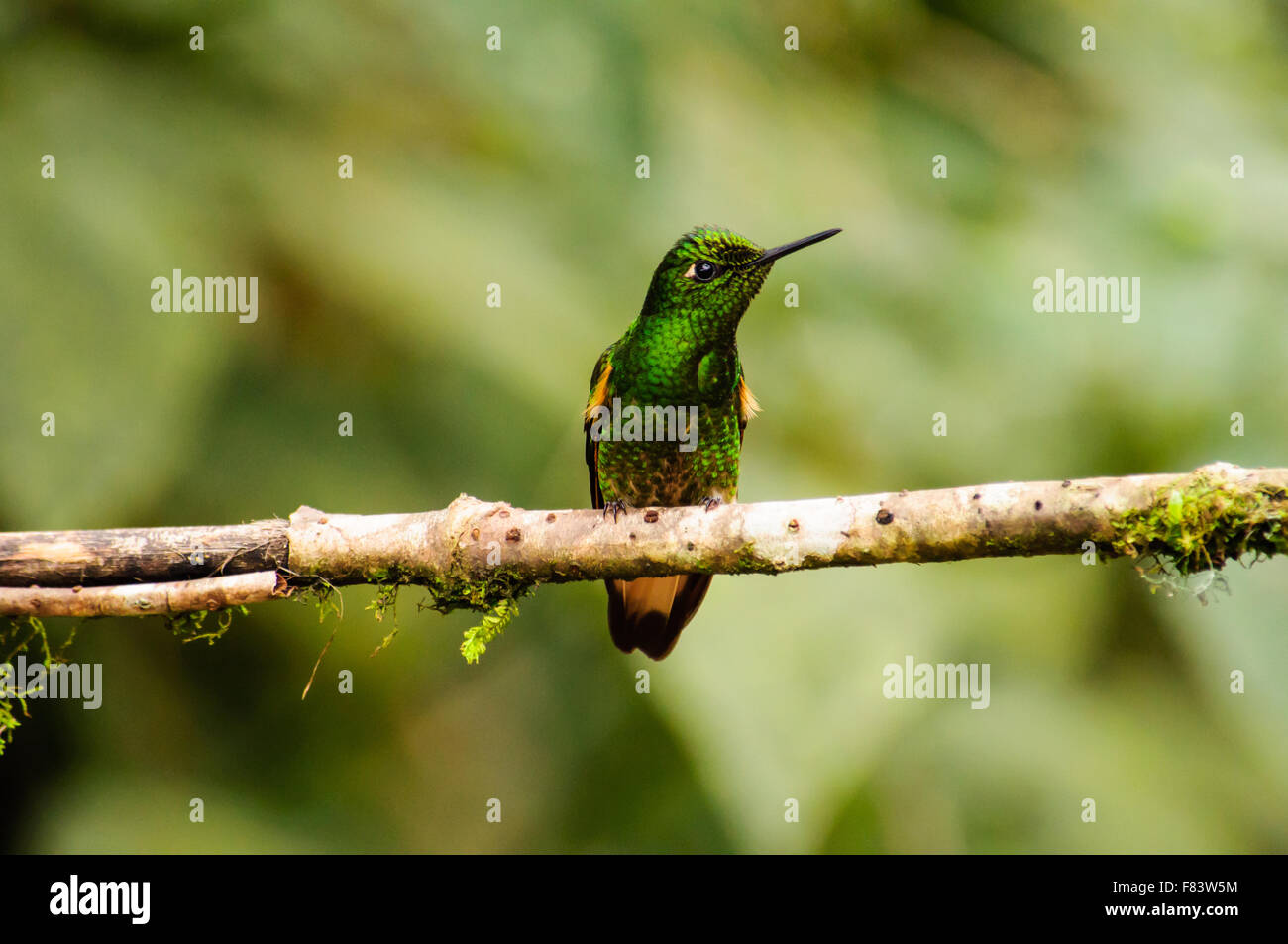Copper rumped Hummingbird sat on a branch Stock Photo - Alamy