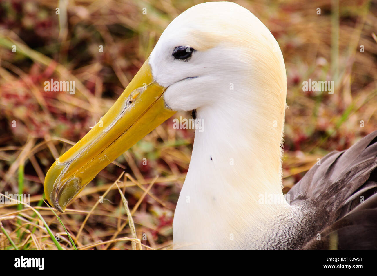 Albatross head hi-res stock photography and images - Alamy