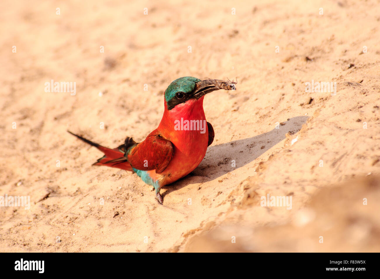 Southern carmine bee eater complete with bee Stock Photo - Alamy
