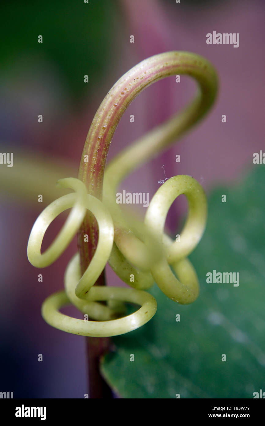 grape vine tendril Stock Photo - Alamy