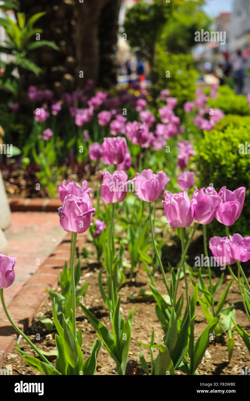 Spring flowers tullips on the big clumb Stock Photo - Alamy