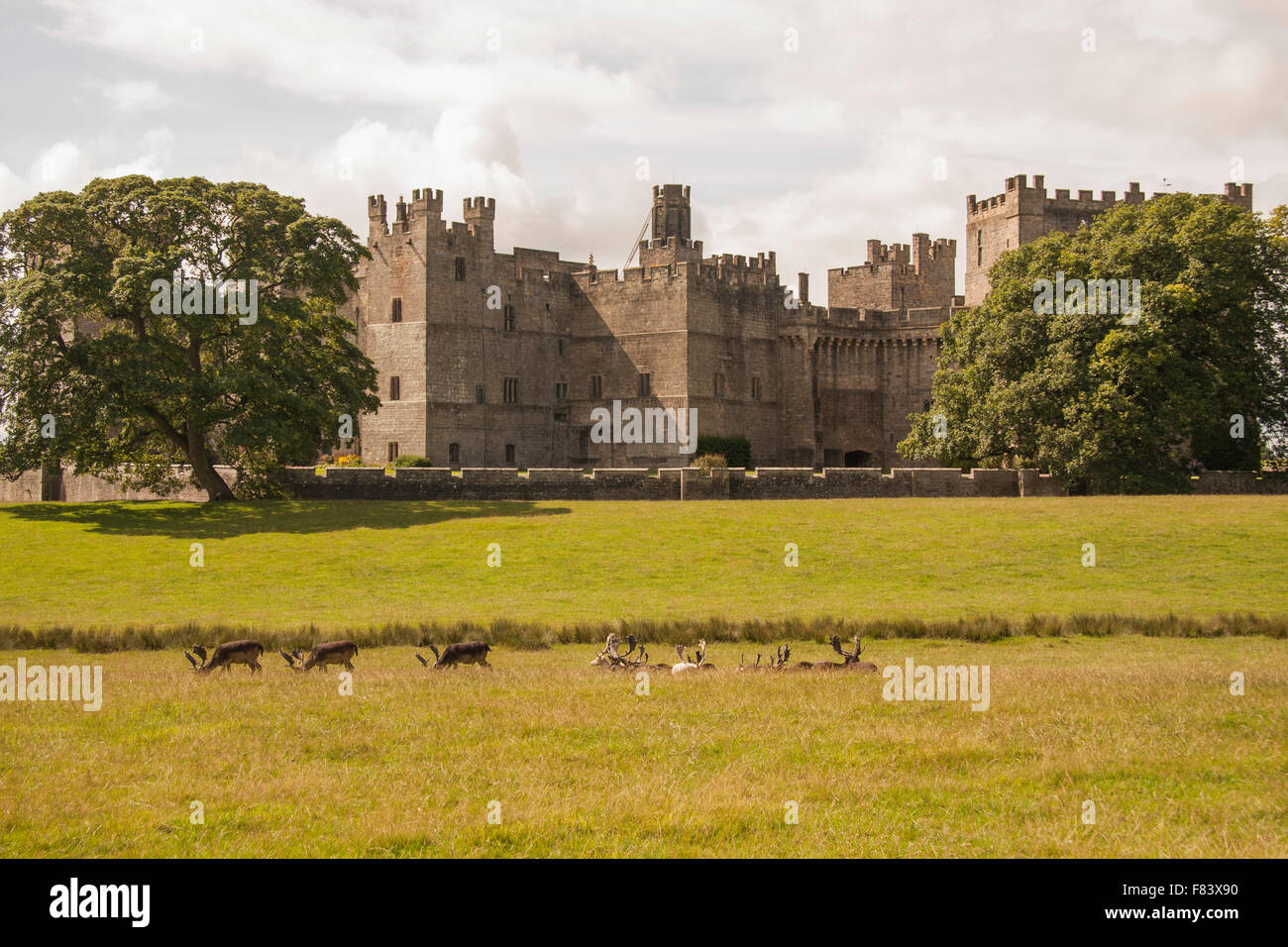 Scenic view of the reindeers grazing in the grounds of Raby Castle ...