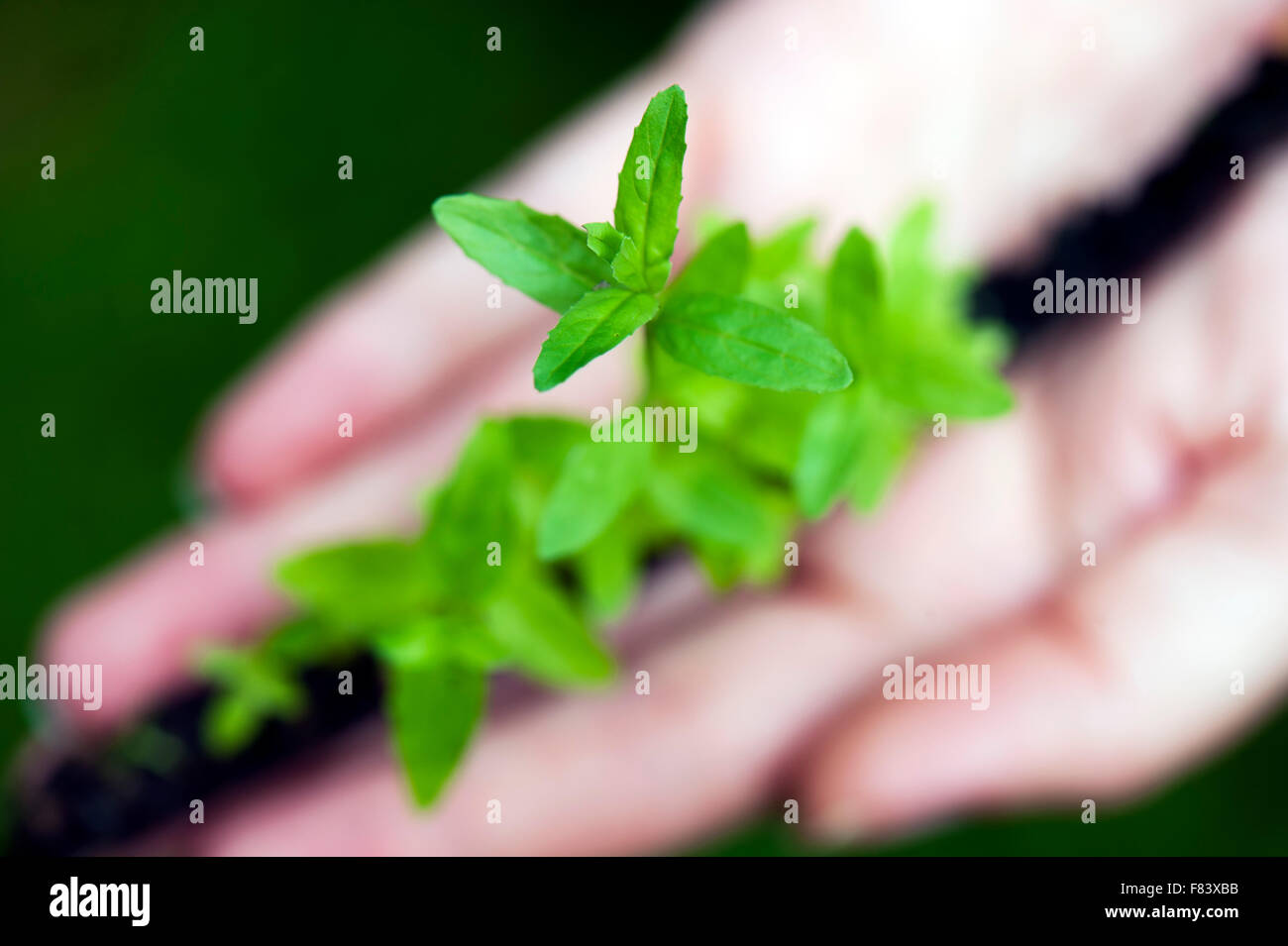 Woman hand holding green young plants outdoors Stock Photo - Alamy