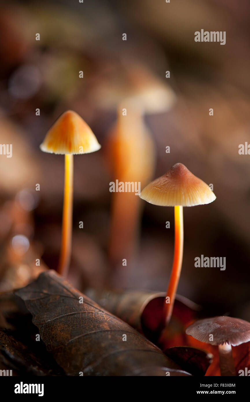 Clustered Bonnet (Mycena inclinata) Mushroom in the wood Stock Photo ...