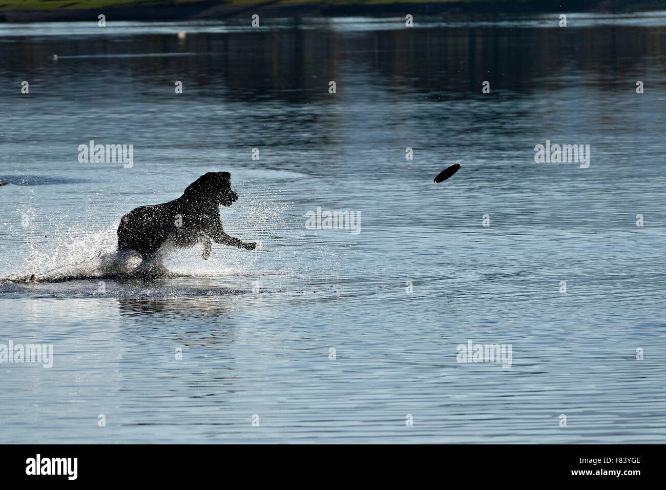 Black dog in water chasing after a frisbee, Feldwieser Bay, Ubersee ...