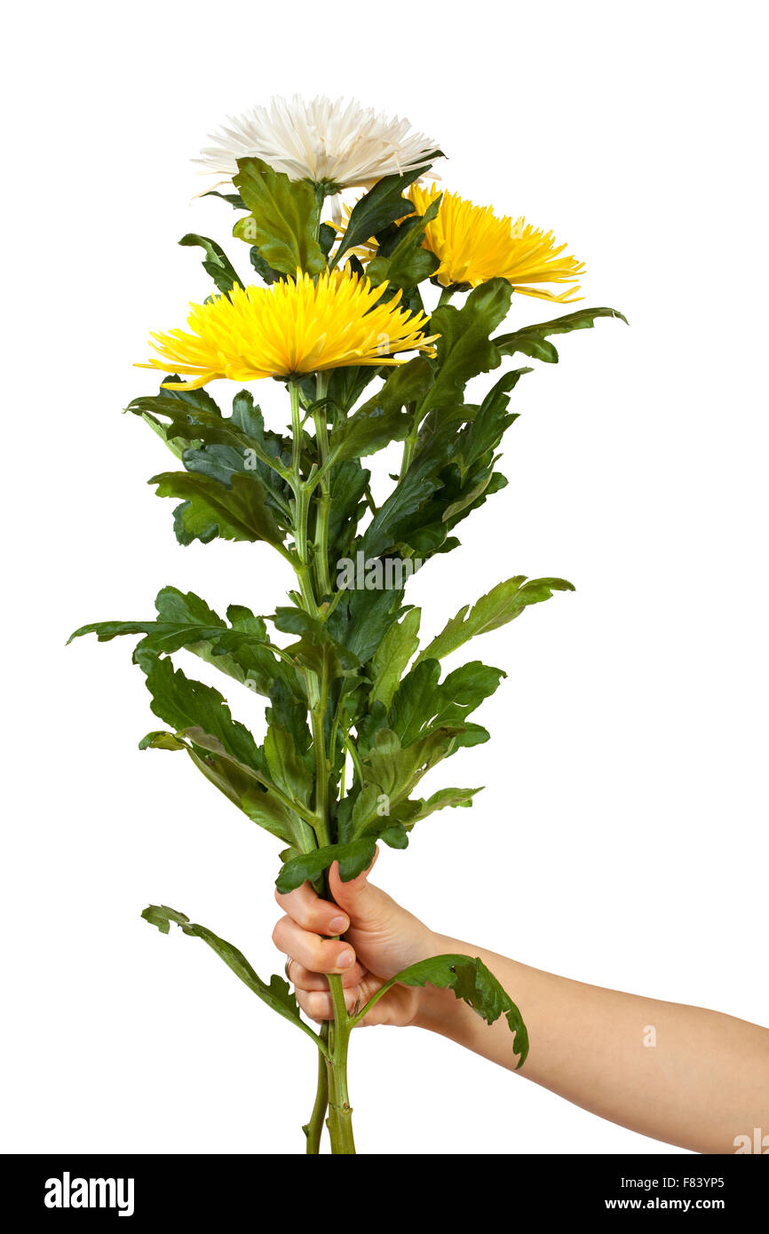 Chrysanthemum cut flowers in vase hi-res stock photography and images ...
