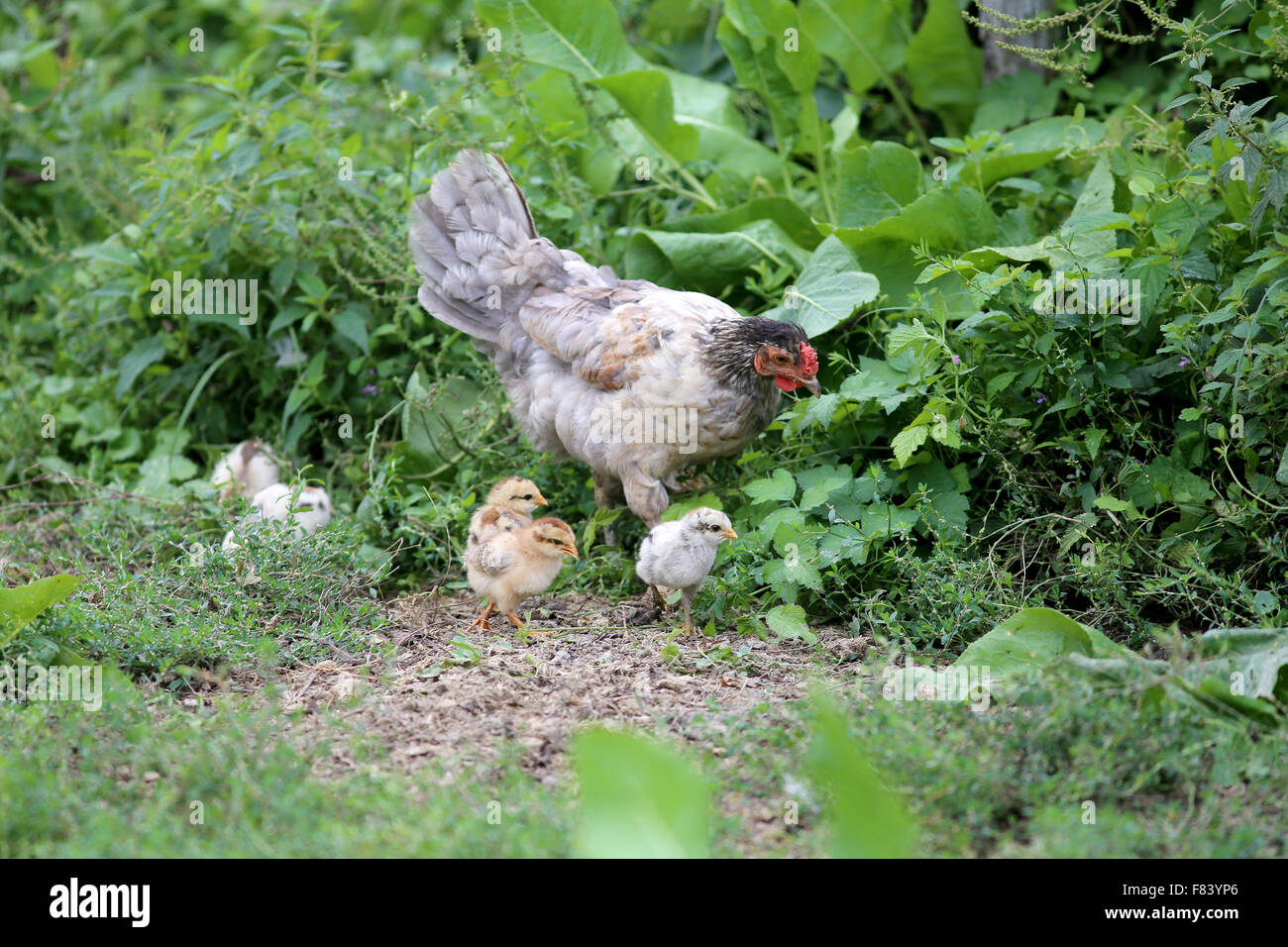Hen chick rearing in the natural Stock Photo - Alamy