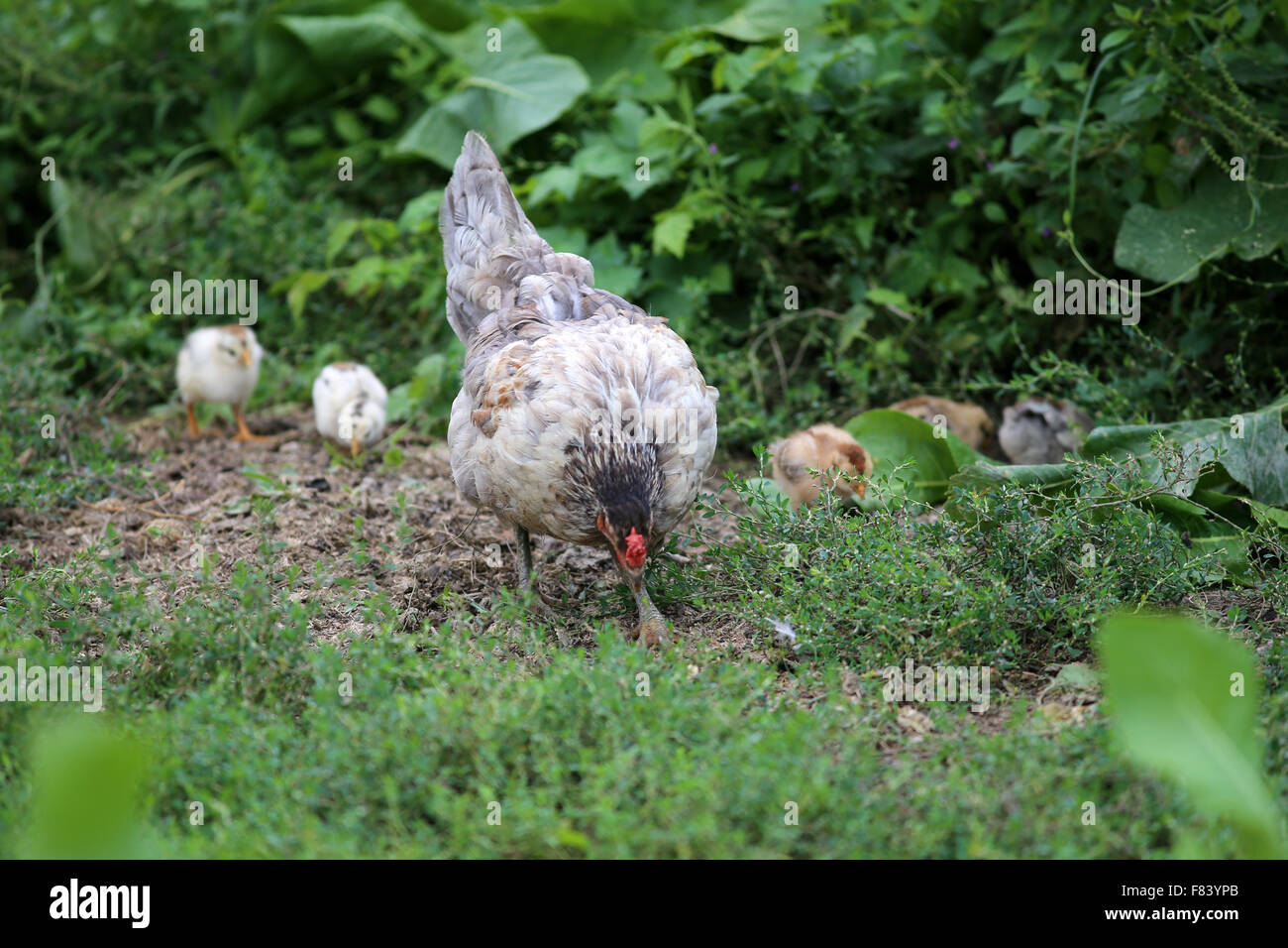 Hen chick rearing in natural environment rural scene Stock Photo - Alamy