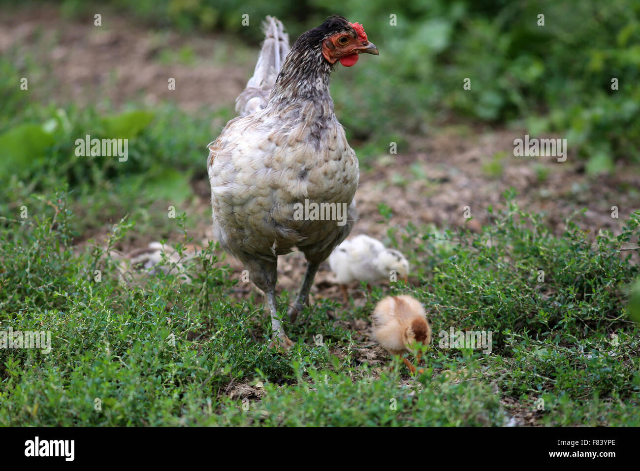 Hatched chickens hi-res stock photography and images - Alamy