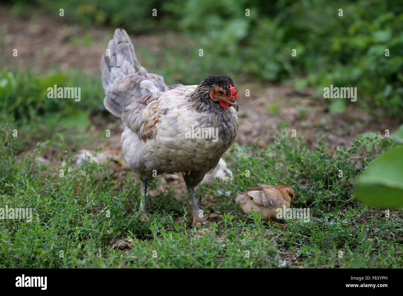 Rearing hen hi-res stock photography and images - Alamy