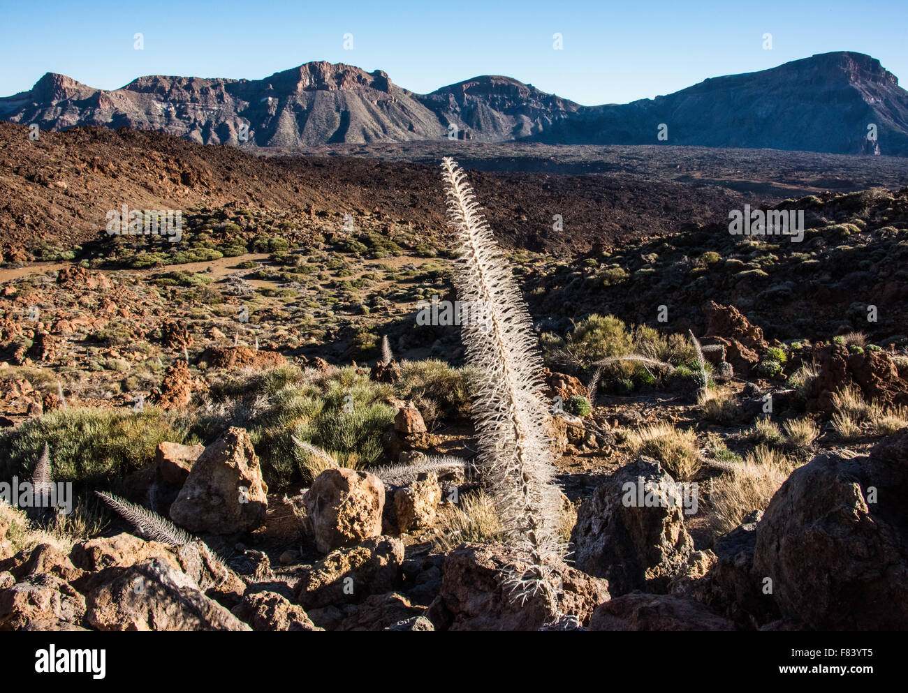 A withered pedicel of a Tenerife bugloss illuminated by sunlight on ...