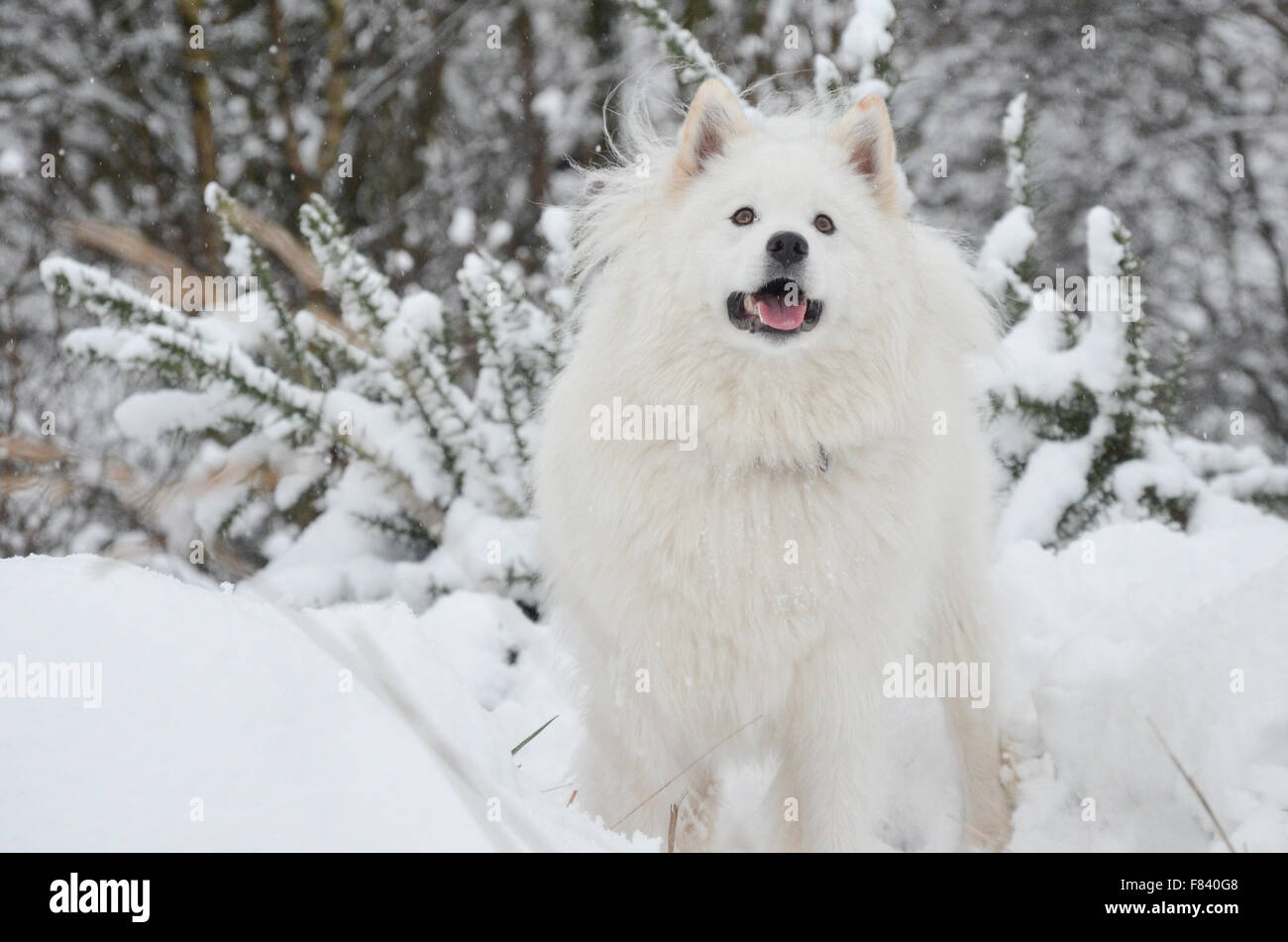 Samoyed in the snow Stock Photo - Alamy