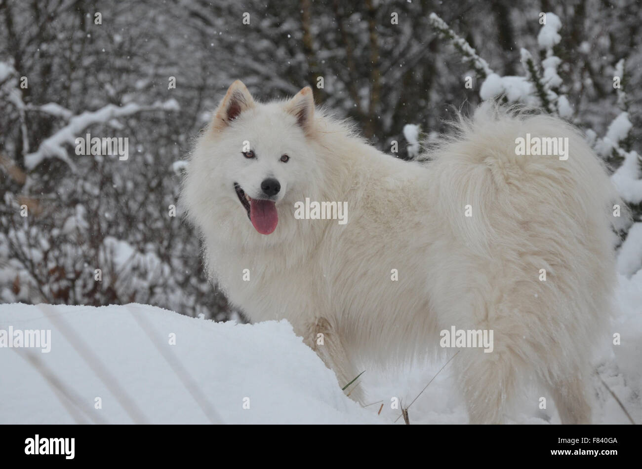 Samoyed in the snow Stock Photo - Alamy