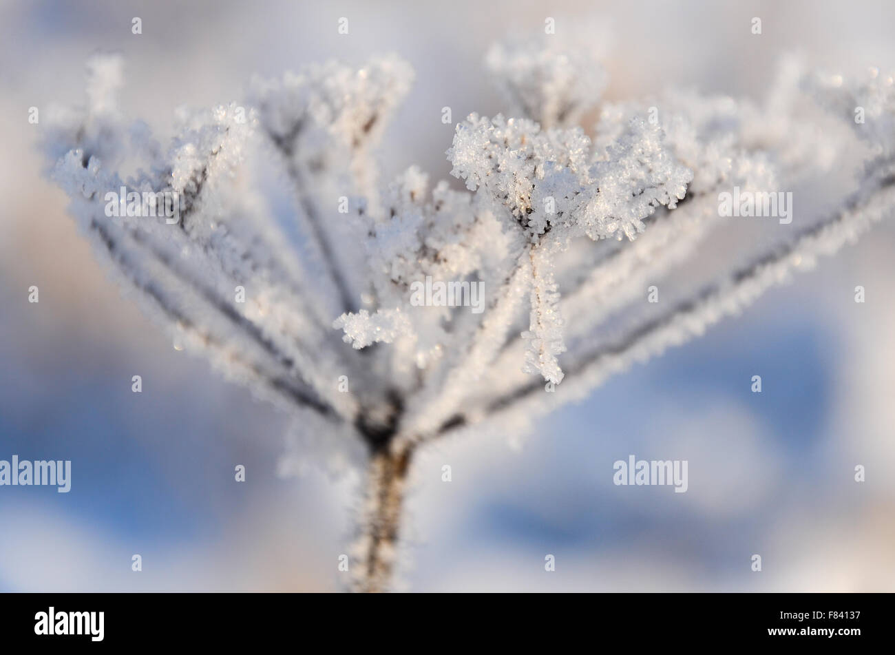 Pignut hi-res stock photography and images - Alamy