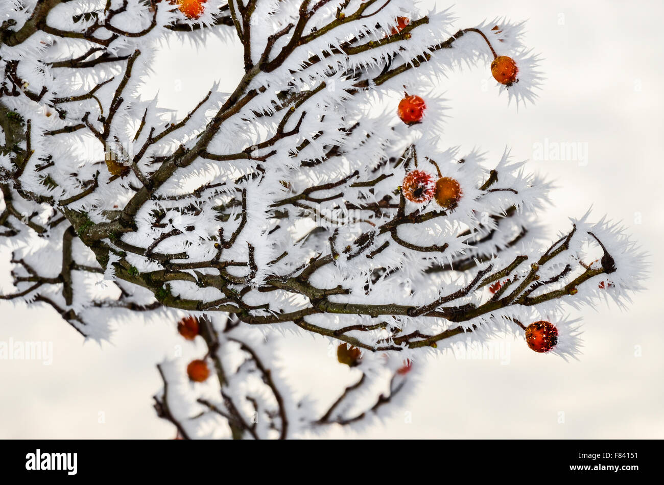 Frost spikes hi-res stock photography and images - Alamy