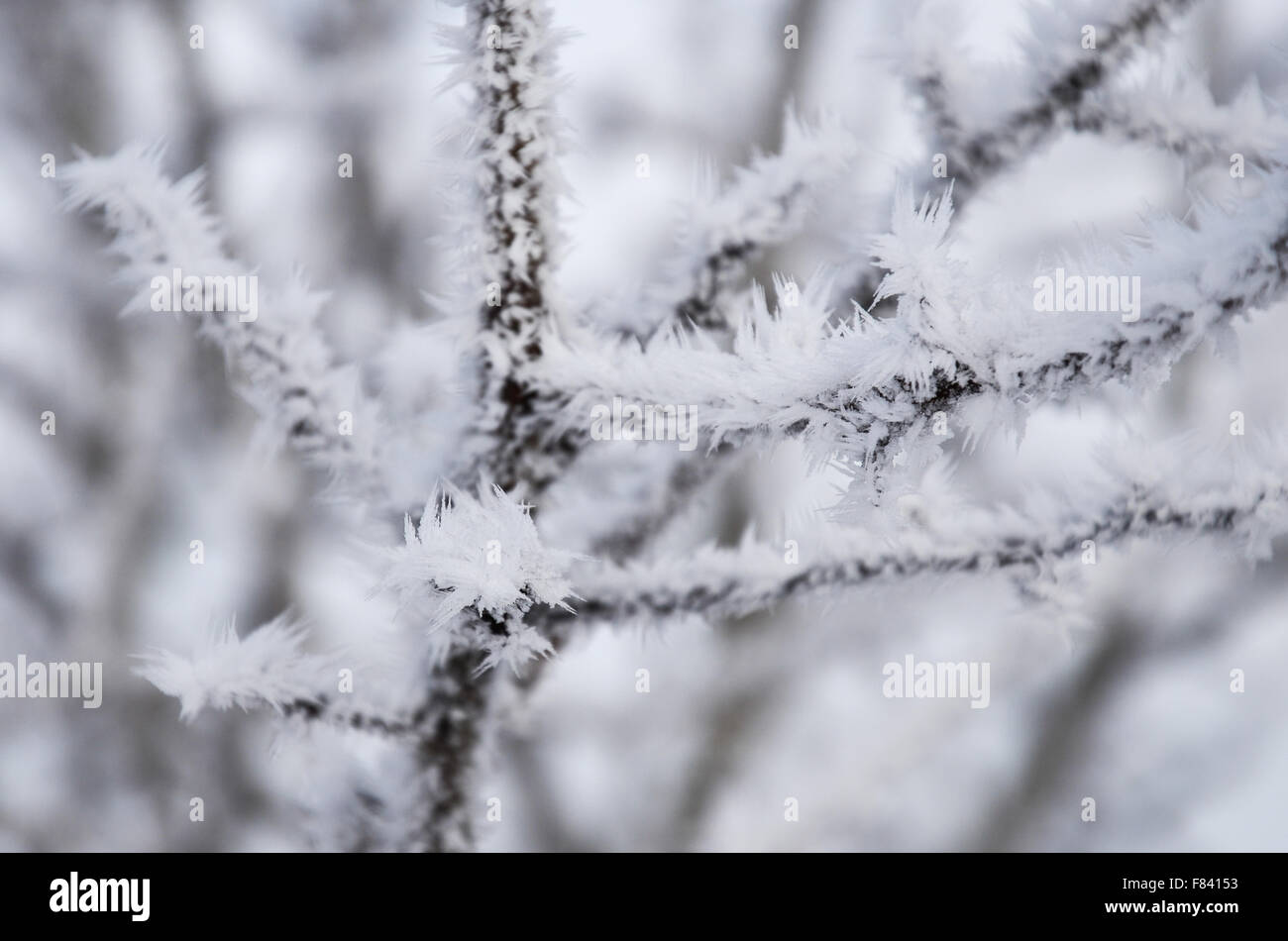 Frost spikes hi-res stock photography and images - Alamy