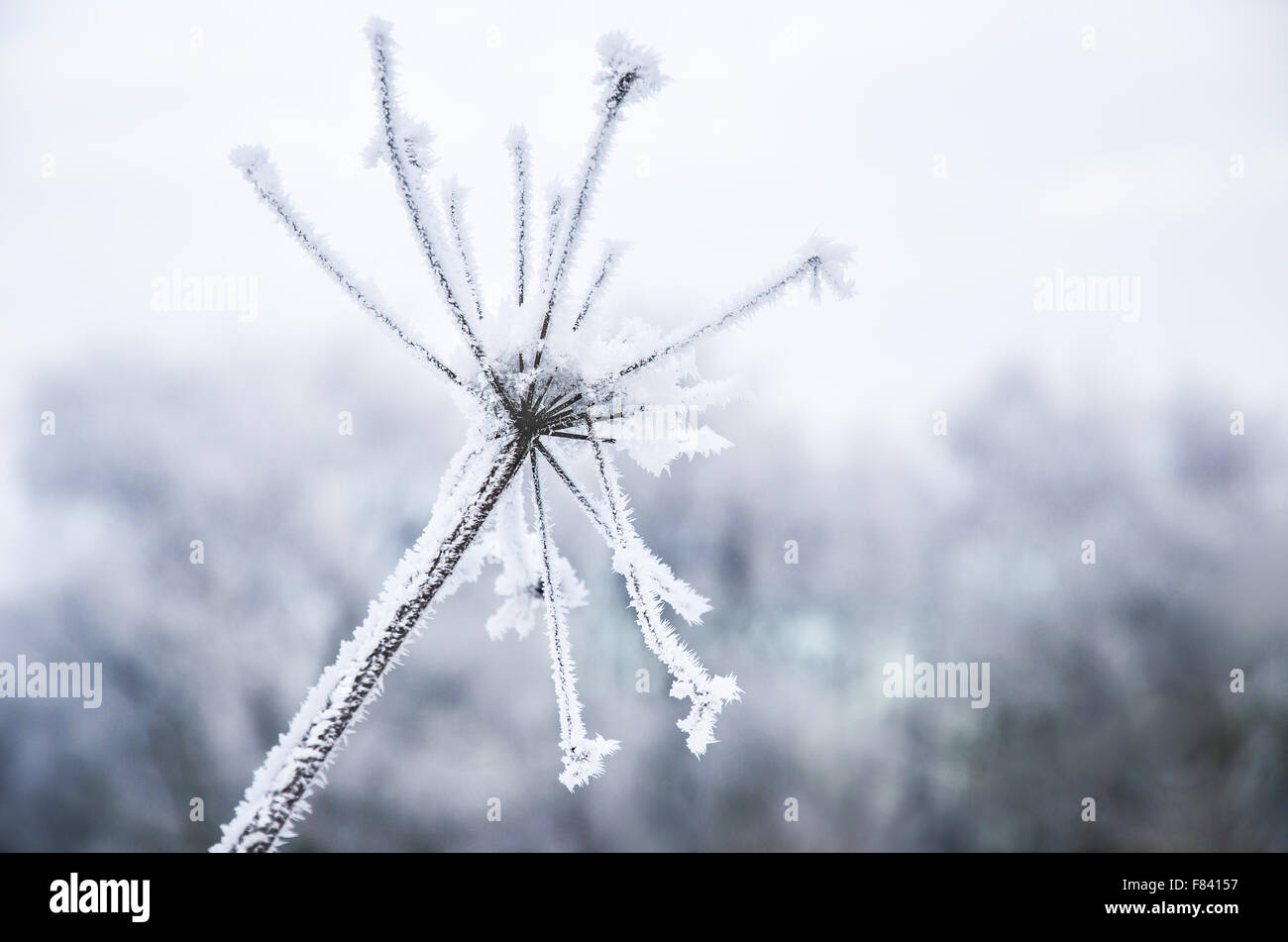 Pignut hi-res stock photography and images - Alamy