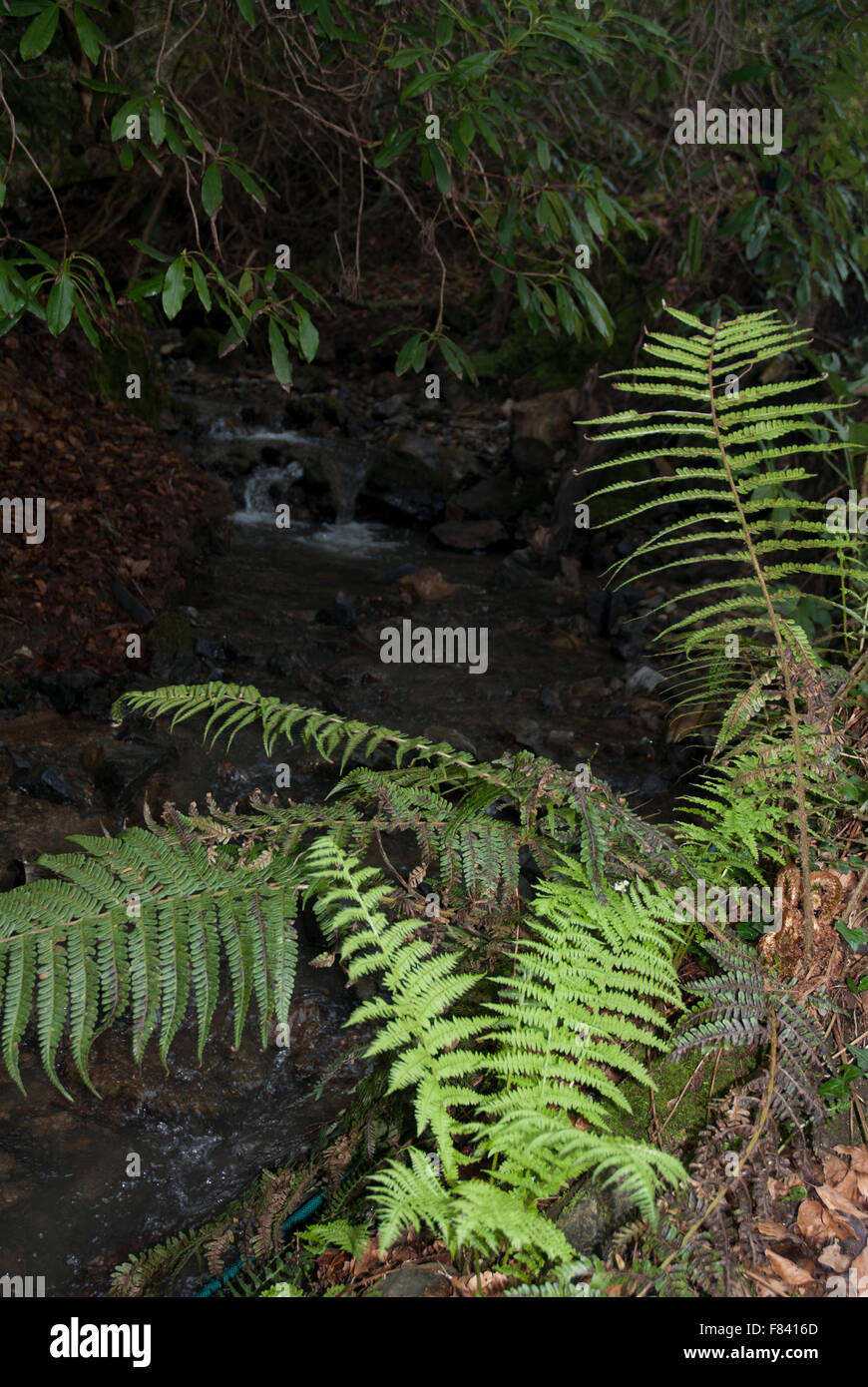Ferns growing in the exotic and sub-tropical Tremenheere Gardens, West ...