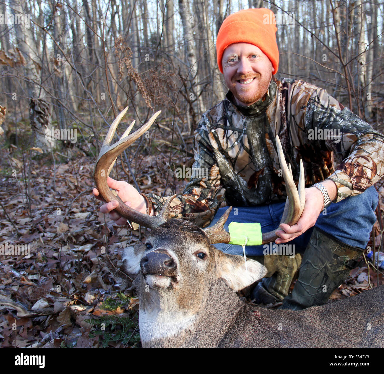 Whitetail buck hi-res stock photography and images - Alamy