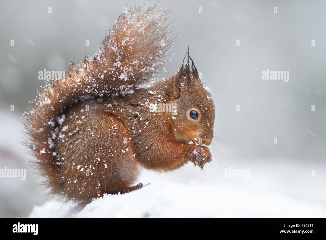 Cute red squirrel in the falling snow, winter in England Stock Photo ...