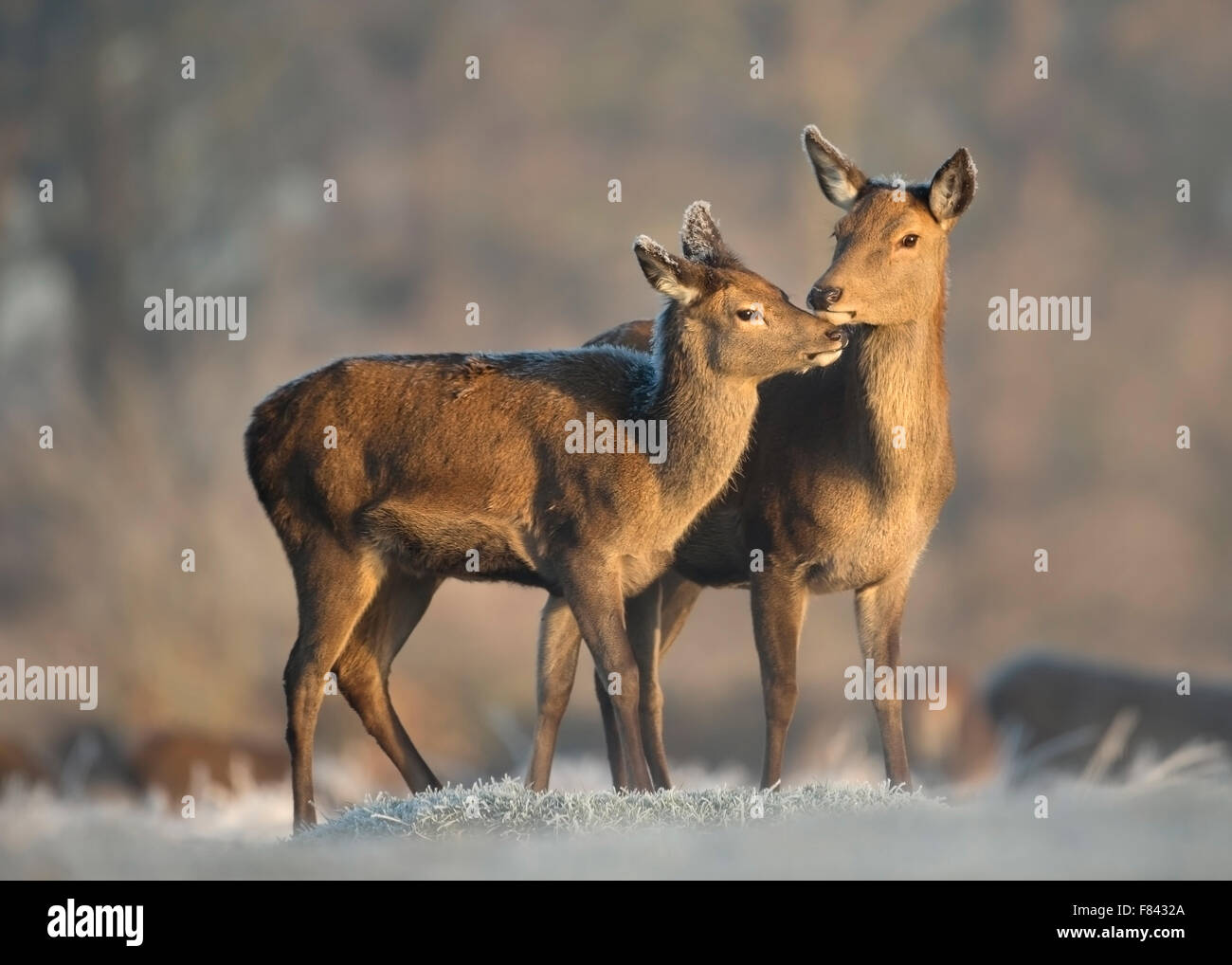 Red deer hind mother hi-res stock photography and images - Alamy