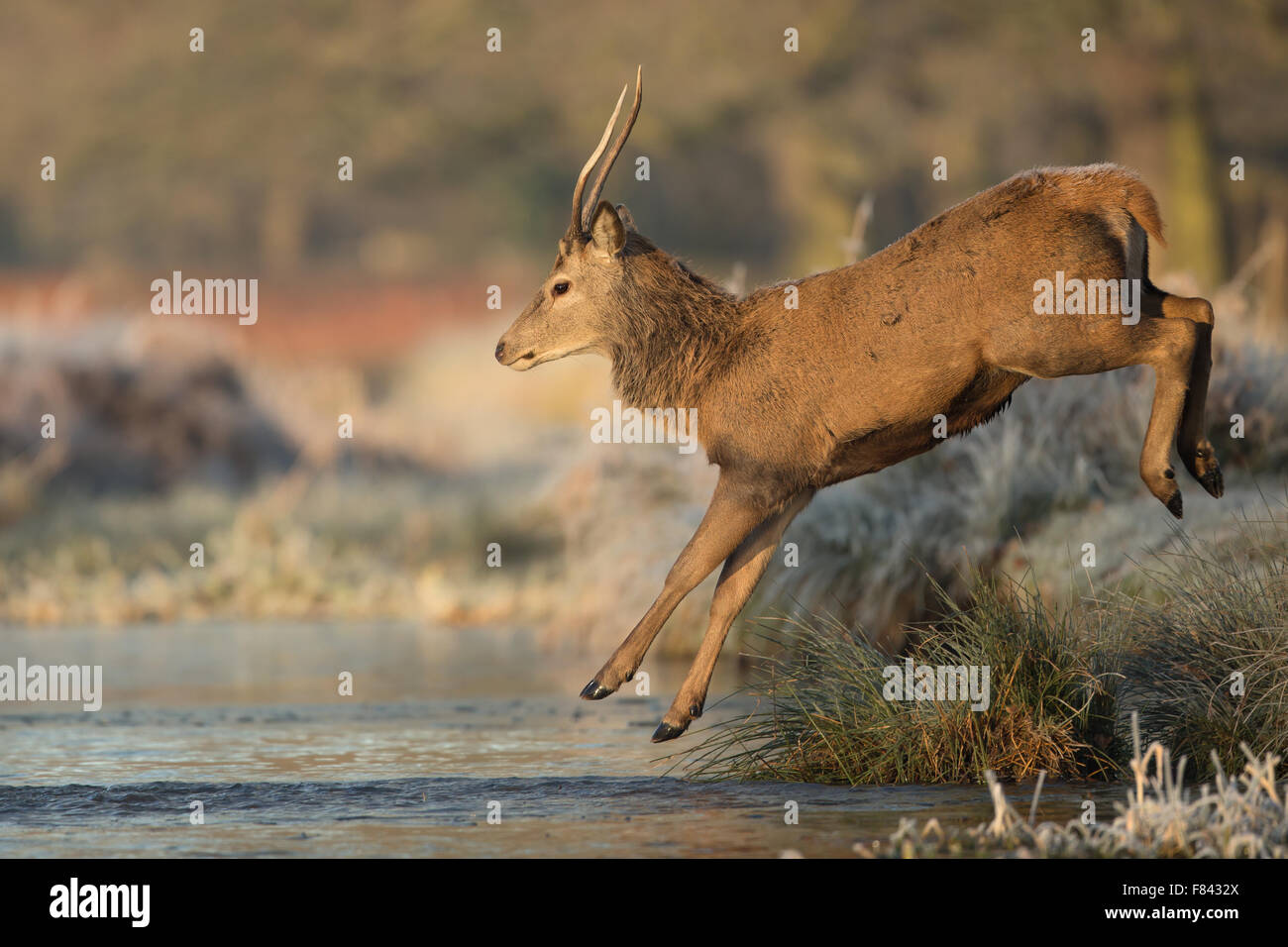 Young red deer male jumps into a stream of water Stock Photo - Alamy