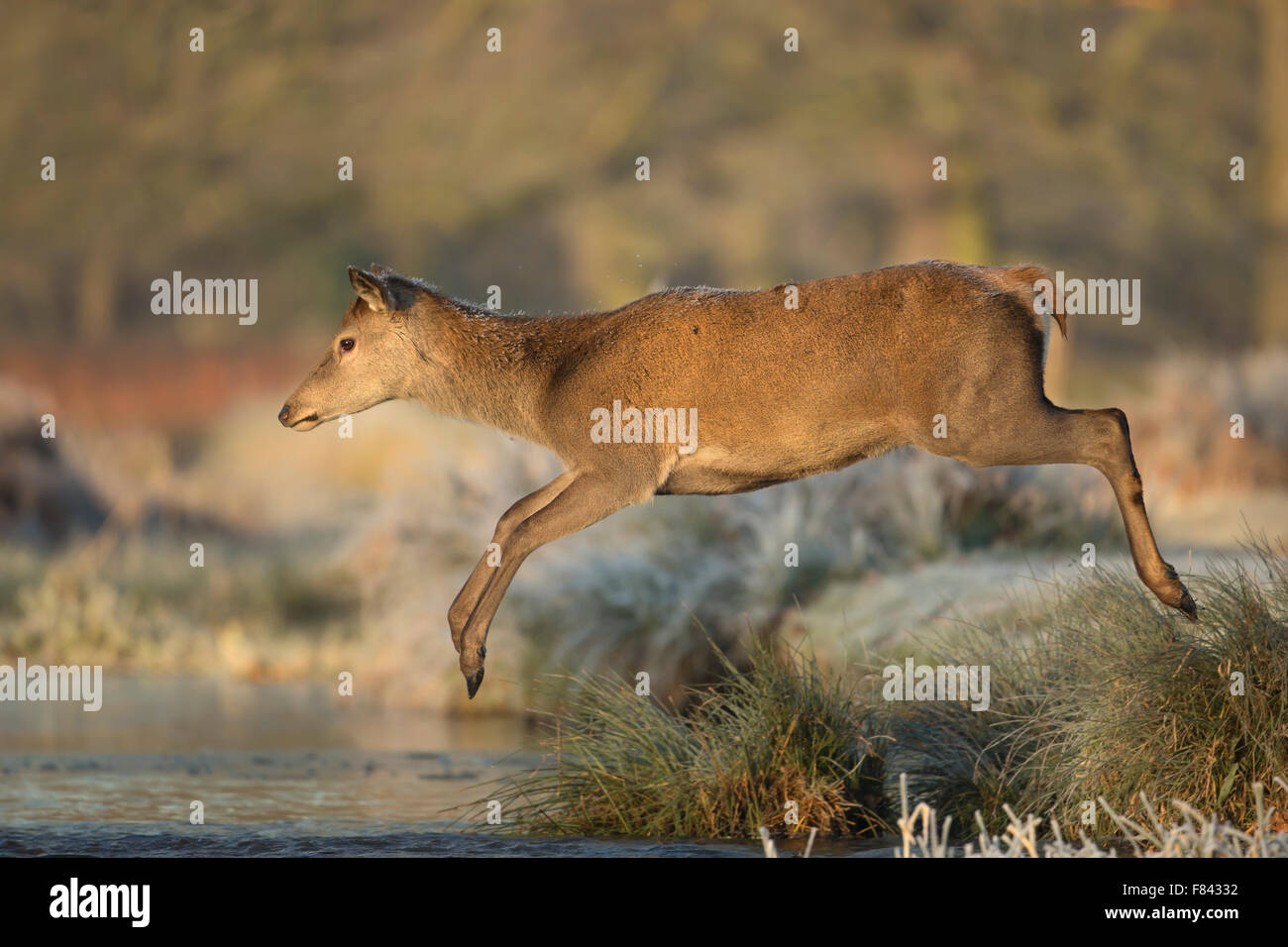 Young red deer male jumps into a stream of water Stock Photo - Alamy