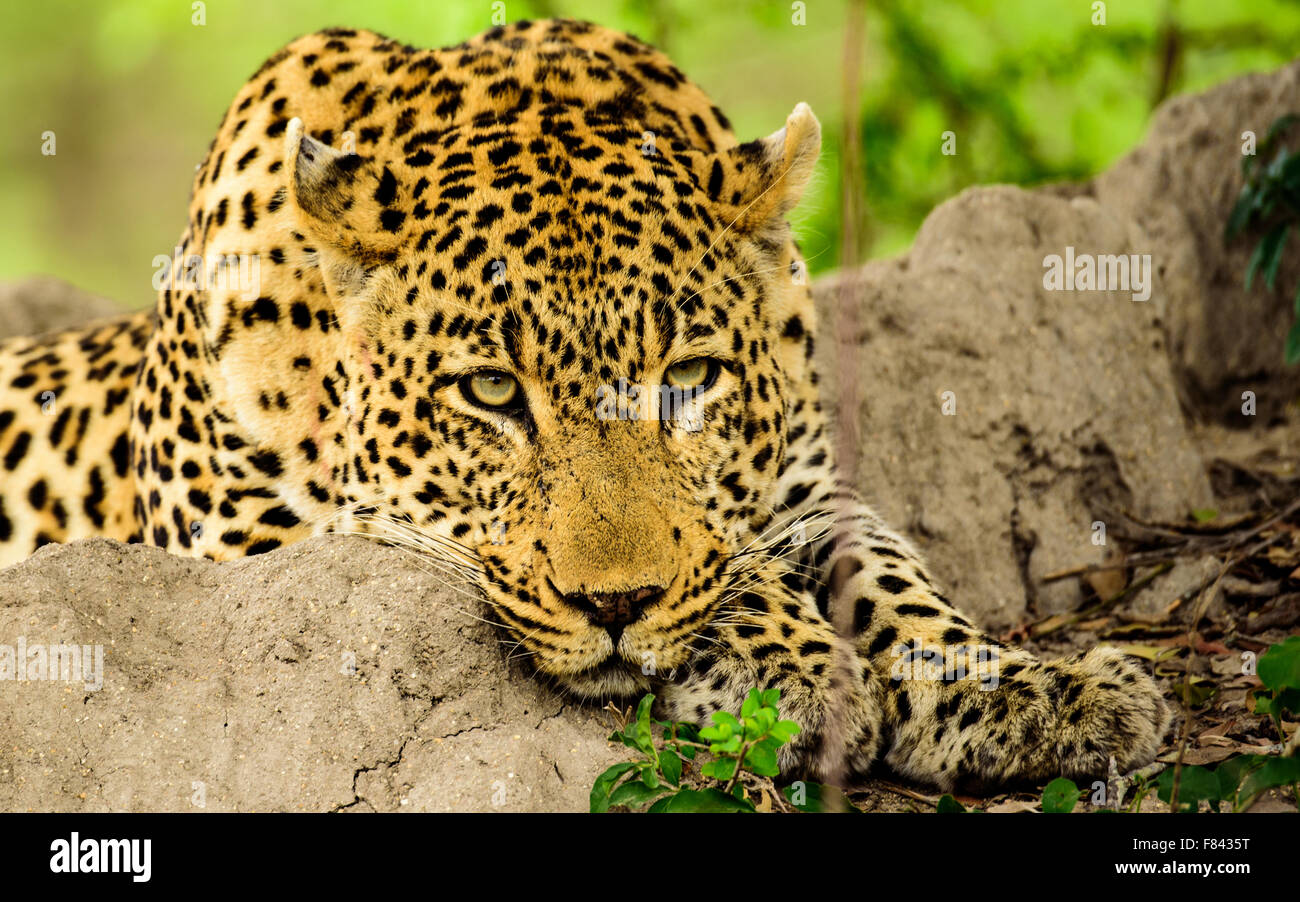 Leopard head hi-res stock photography and images - Alamy