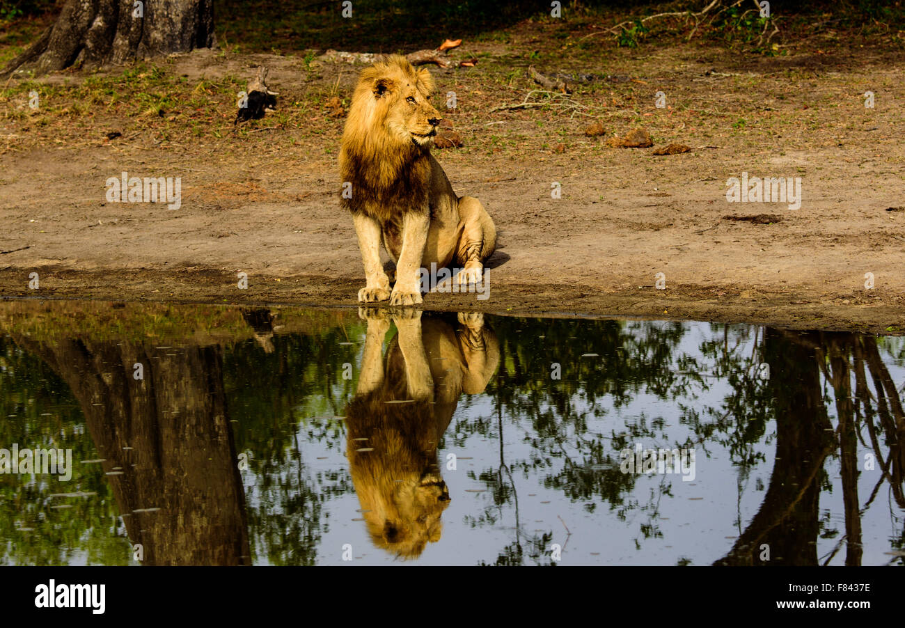 Reflection of lion in water hi-res stock photography and images - Alamy