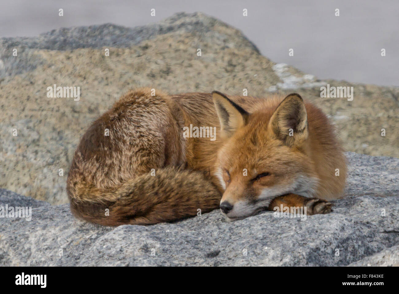 Red Fox,Vulpes vulpes, sleeping on a rock, Norfolk, UK Stock Photo - Alamy