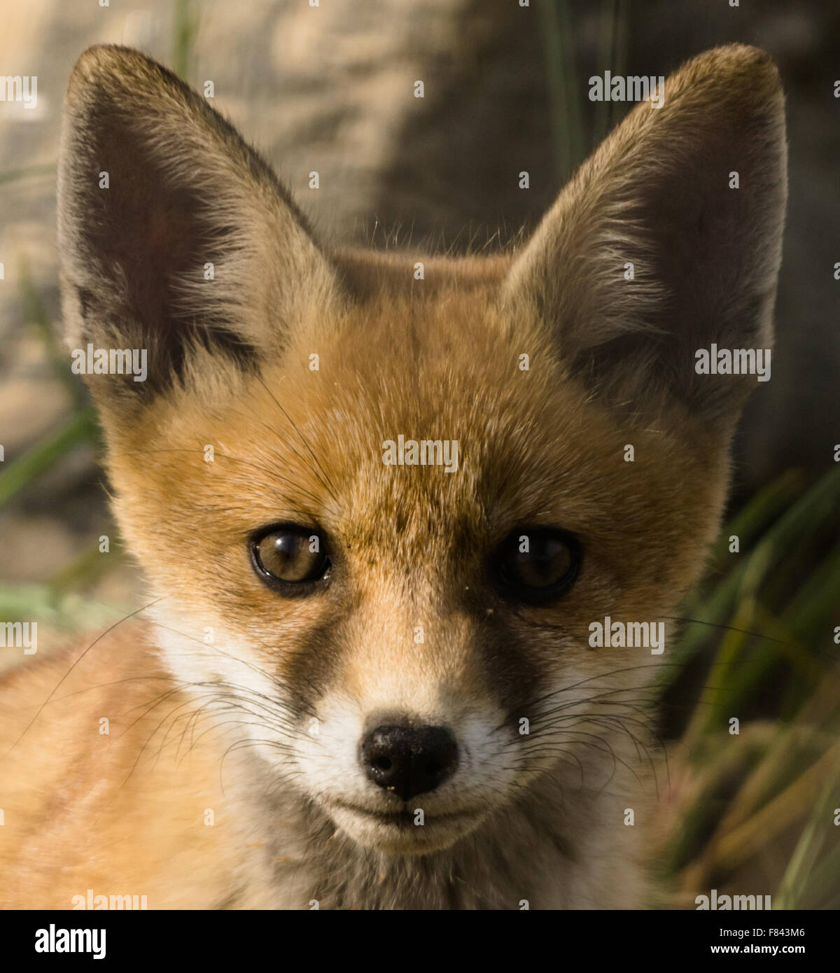 Fox cub up close hi-res stock photography and images - Alamy