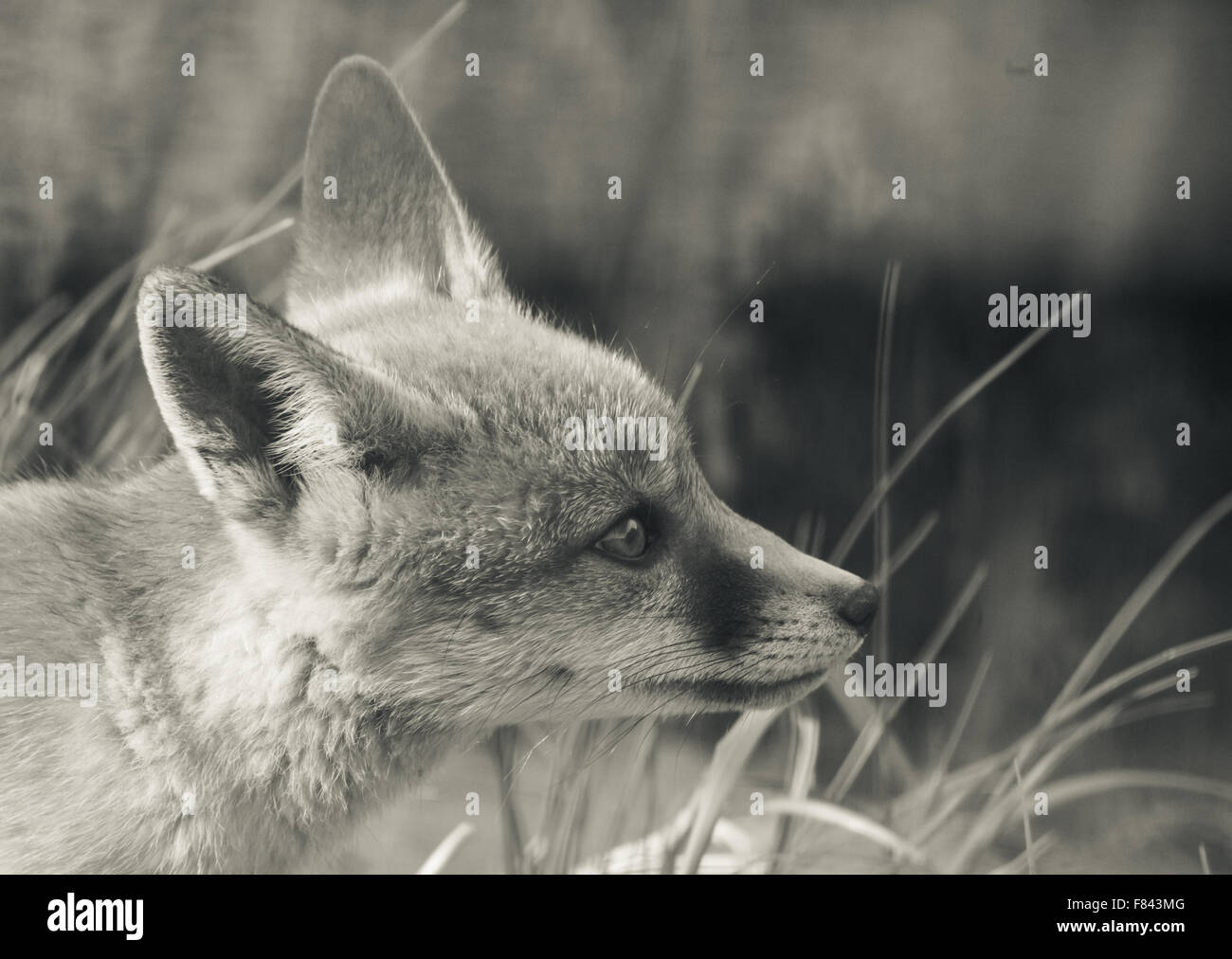 Fox cub up close hi-res stock photography and images - Alamy