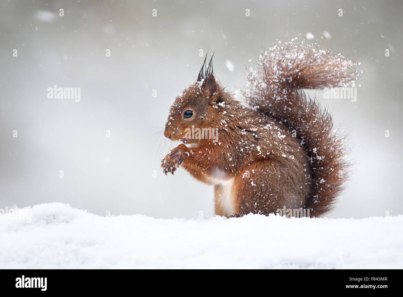 Cute Squirrel Snow
