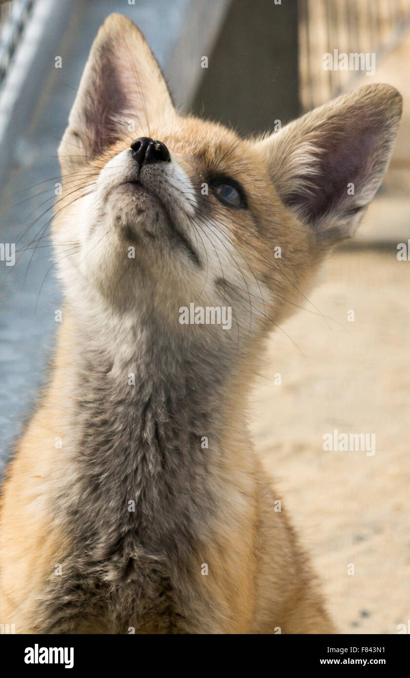 Red Fox Cub Kit Vulpes vulpes look up, Norfolk, UK Stock Photo - Alamy