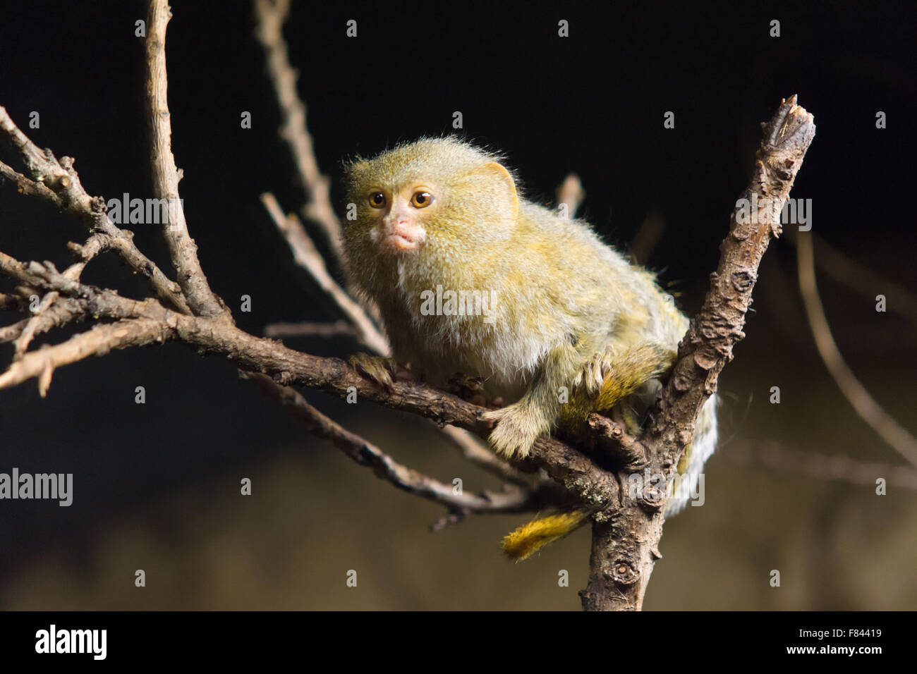Little monkey with big monkey hi-res stock photography and images - Alamy