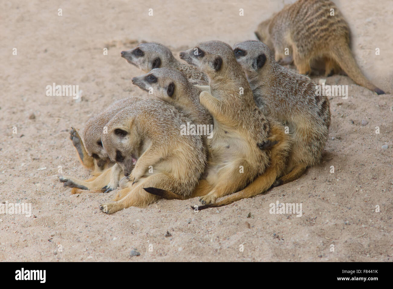 Suricats hi-res stock photography and images - Alamy