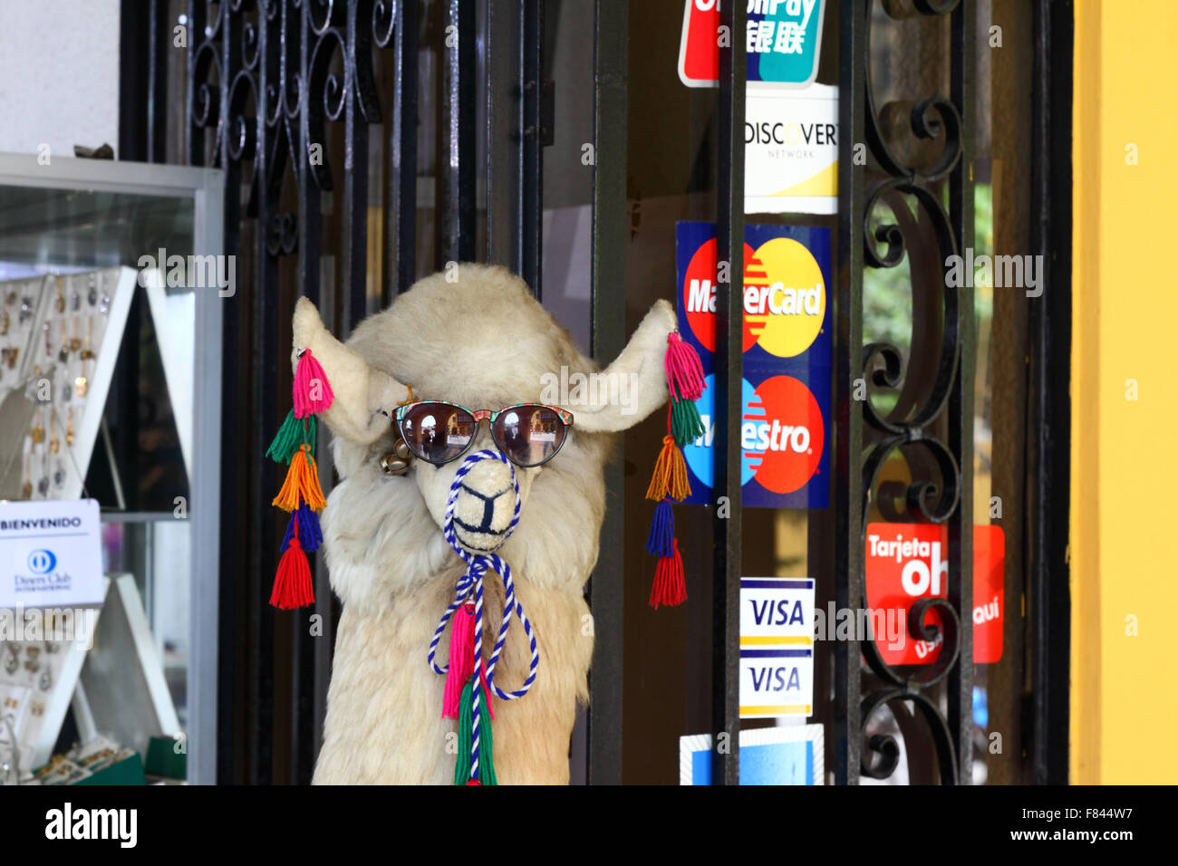 Llama nose hi-res stock photography and images - Alamy