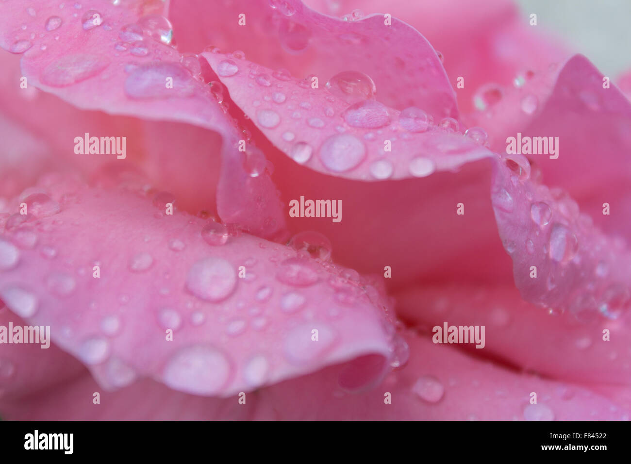 White rose with drops hi-res stock photography and images - Alamy