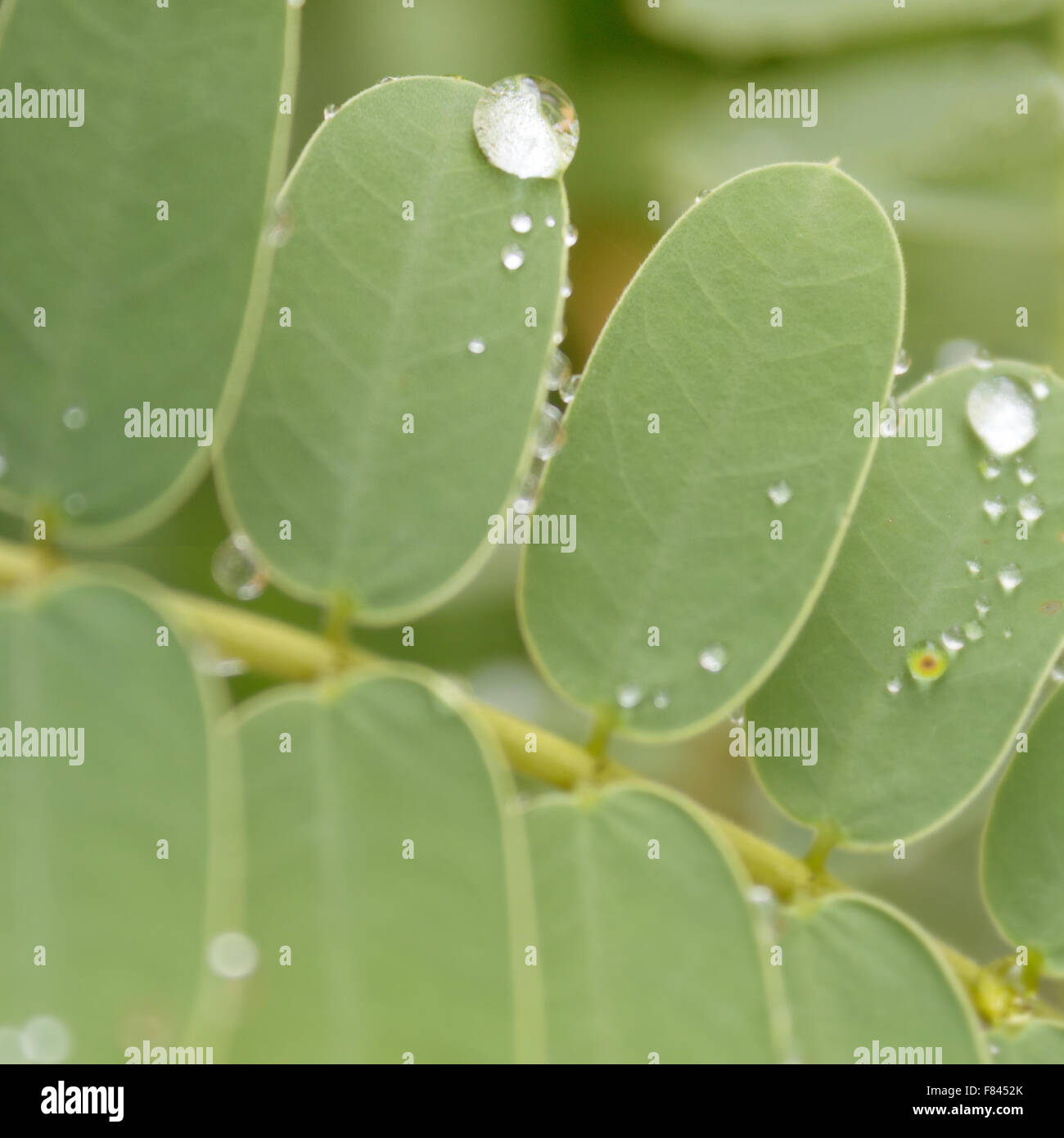 dew droplets on plant - water drops on leaf Stock Photo - Alamy