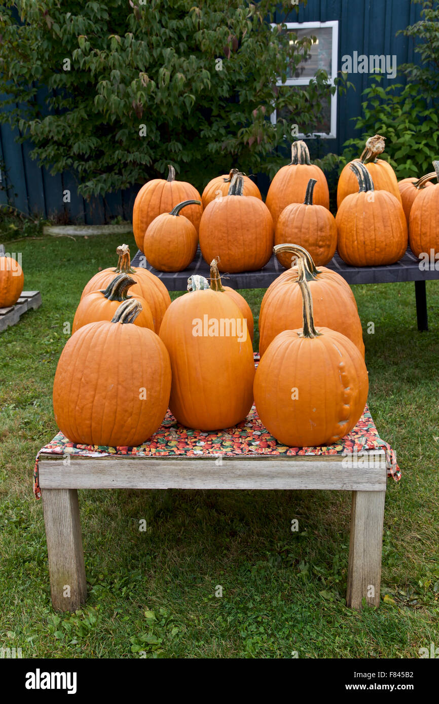 Pumpkin in autumn season hi-res stock photography and images - Alamy