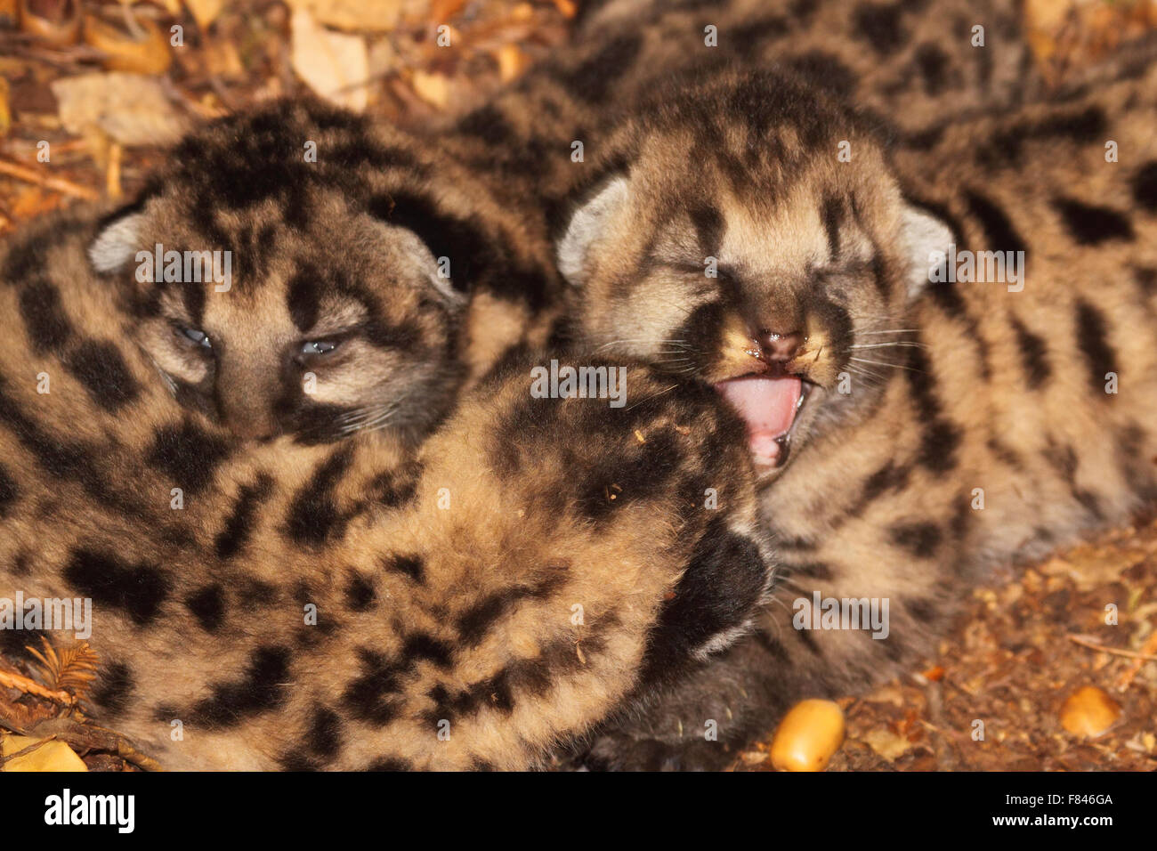 A 2 week old puma kitten mewing to its siblings Stock Photo - Alamy