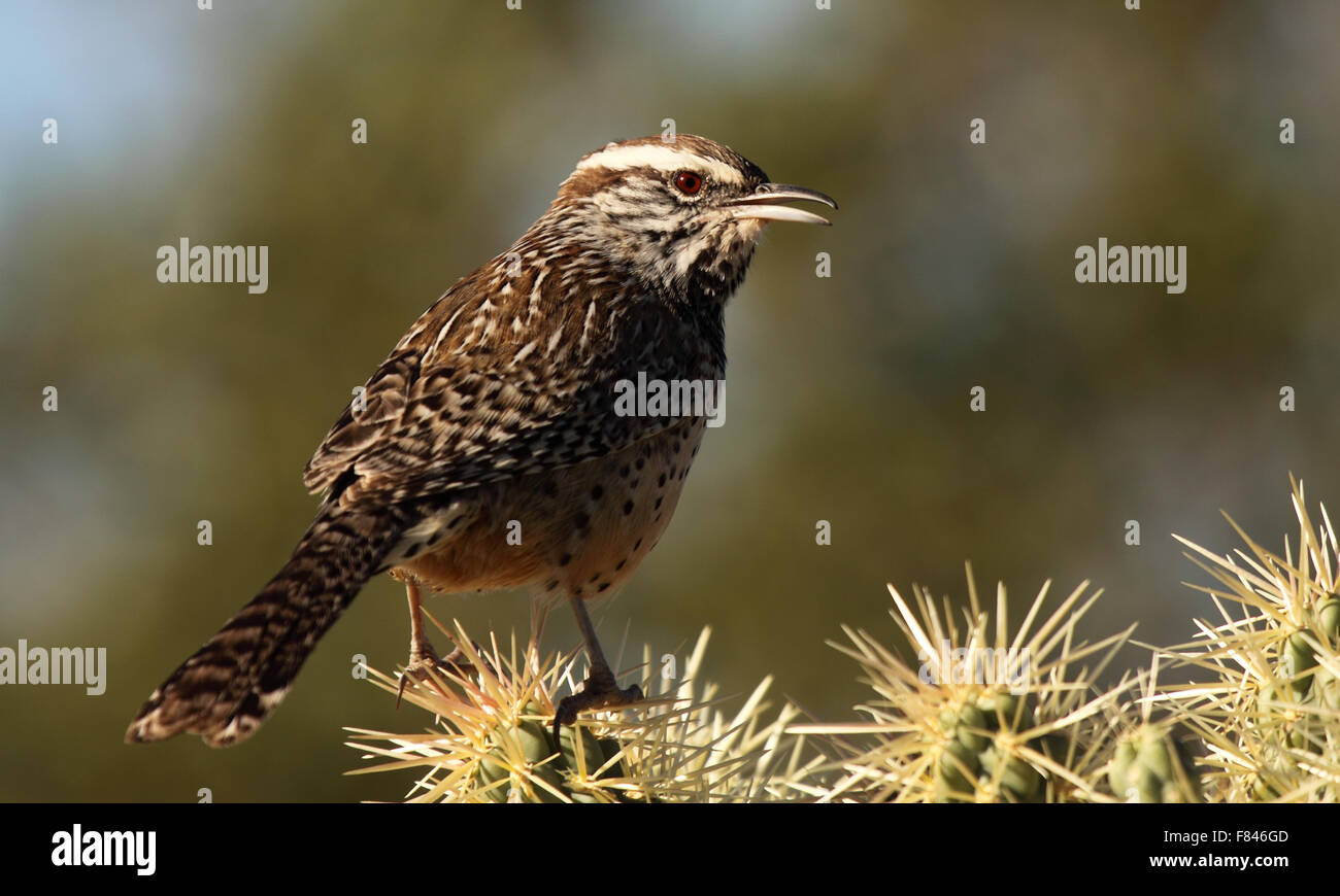 A Cactus Wren wren calling from atop a cactus Stock Photo - Alamy